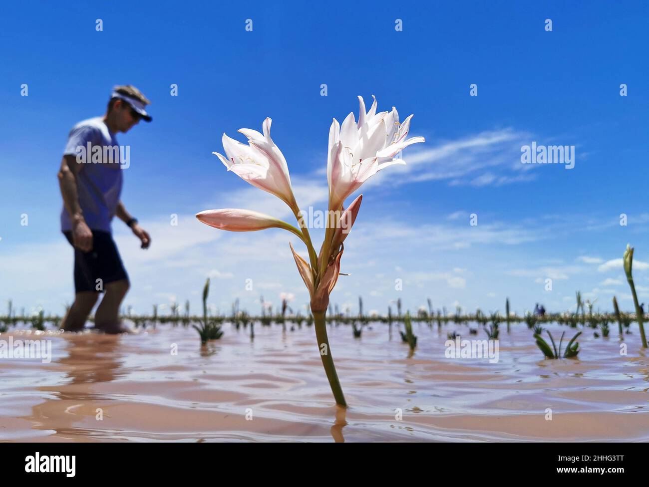 Windhoek. 24th Jan, 2022. Photo taken on Jan. 24, 2022 shows lilies at ...
