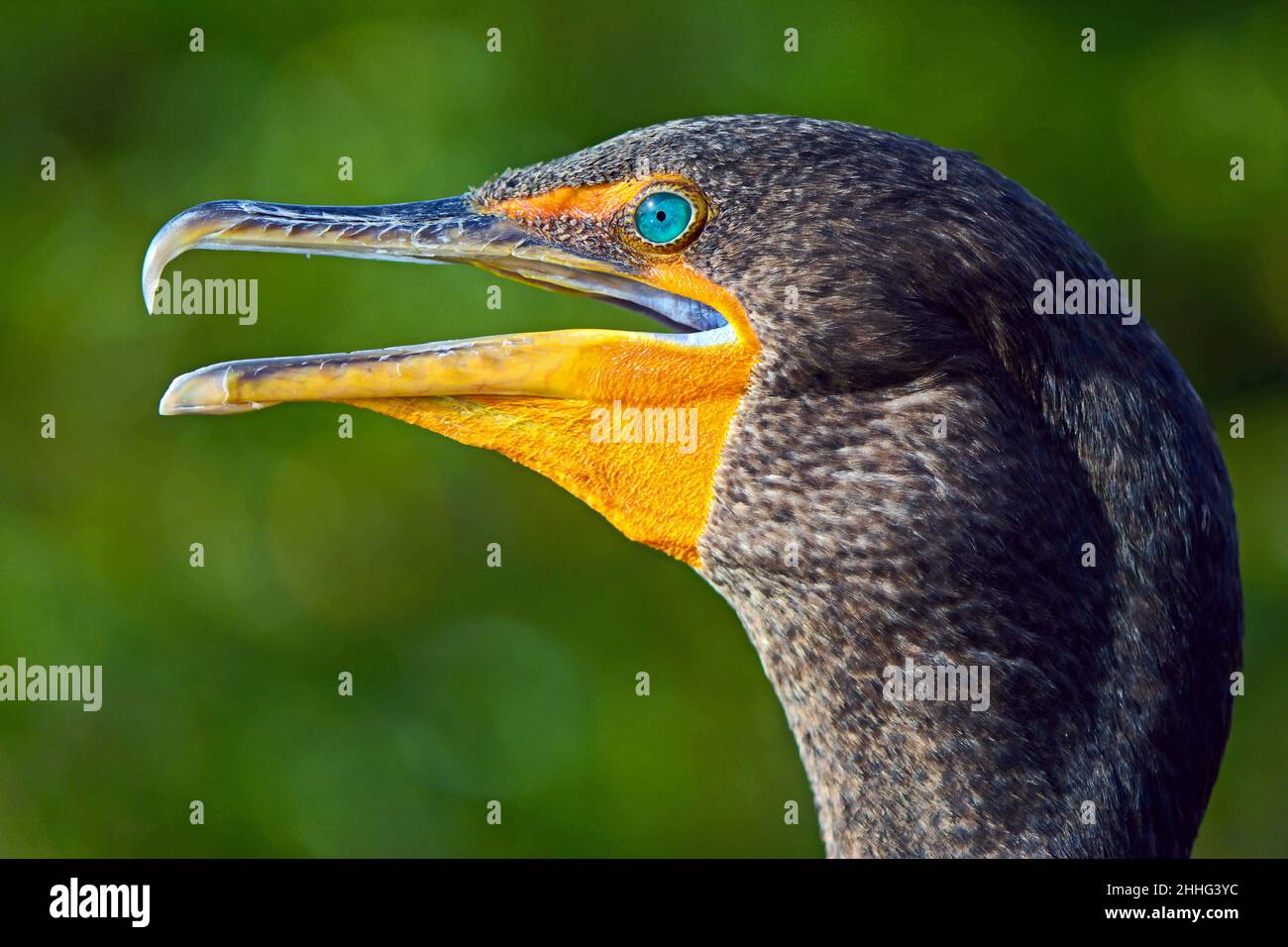 Head of a Double-Crested Cormorant Stock Photo - Alamy