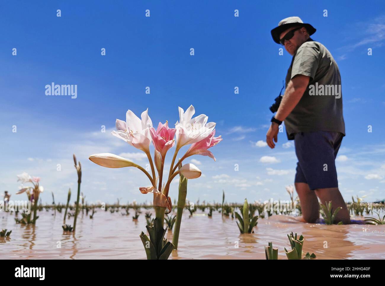 Windhoek. 24th Jan, 2022. Photo taken on Jan. 24, 2022 shows lilies at ...