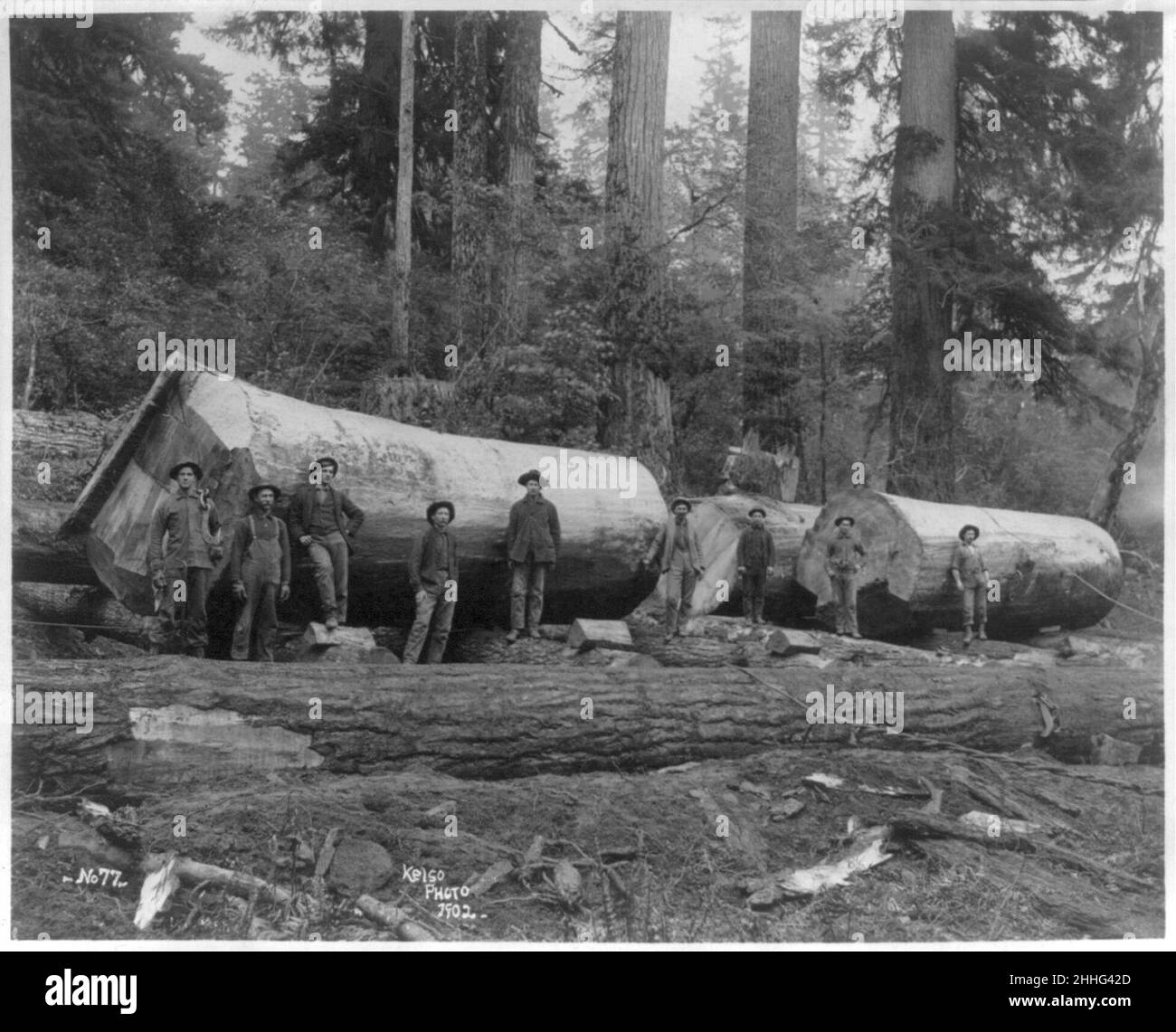 Steam logging in Washington Stock Photo - Alamy