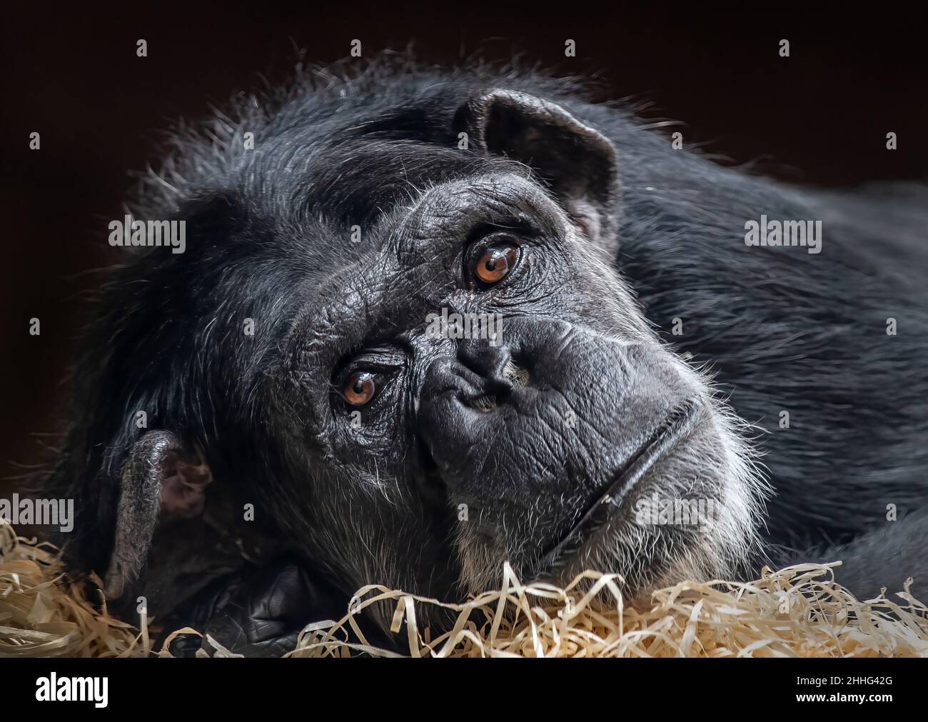 Chimpanzee face hi-res stock photography and images - Alamy