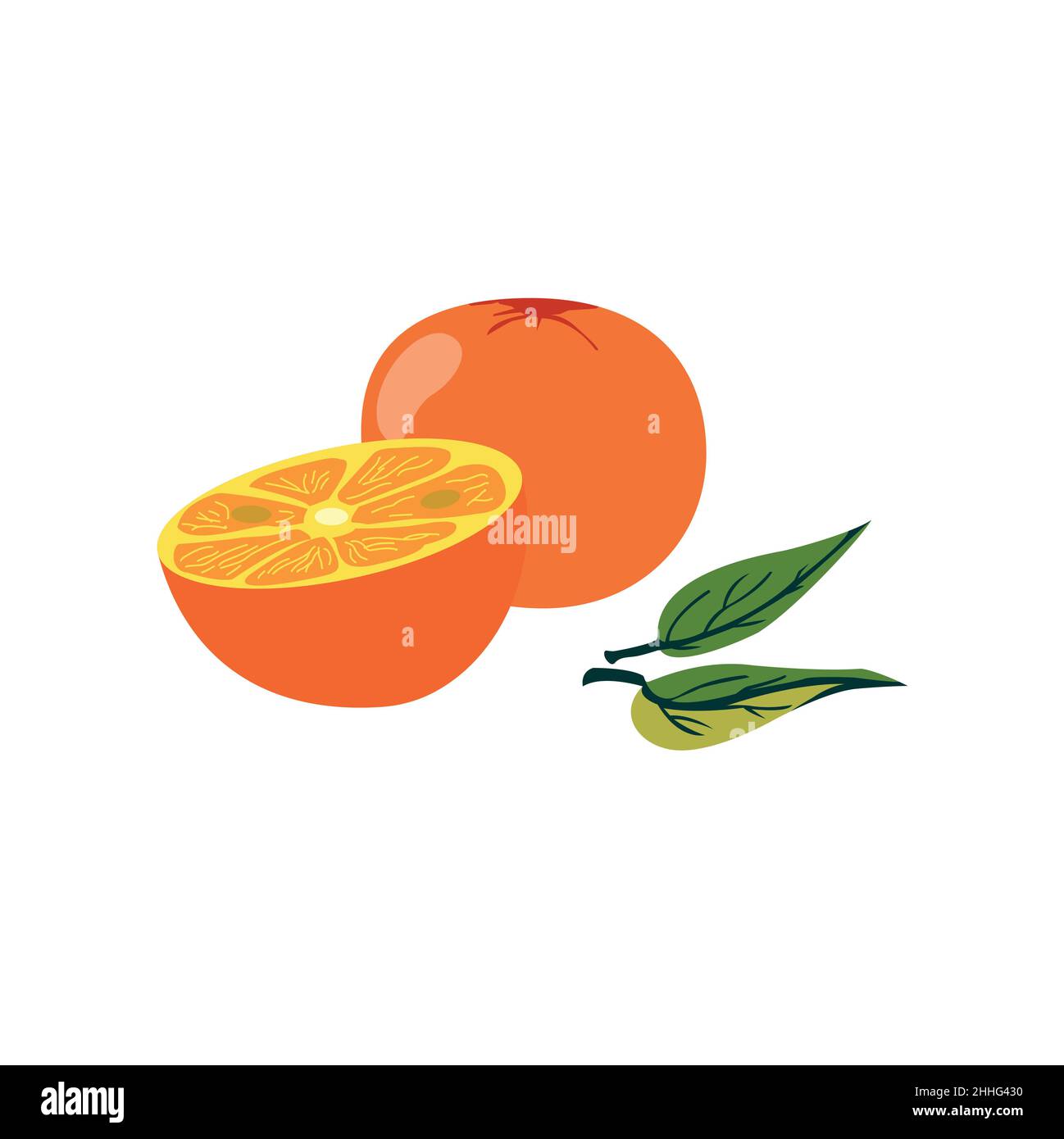 Cuts of orange Vector illustration of a full and half orange Stock ...