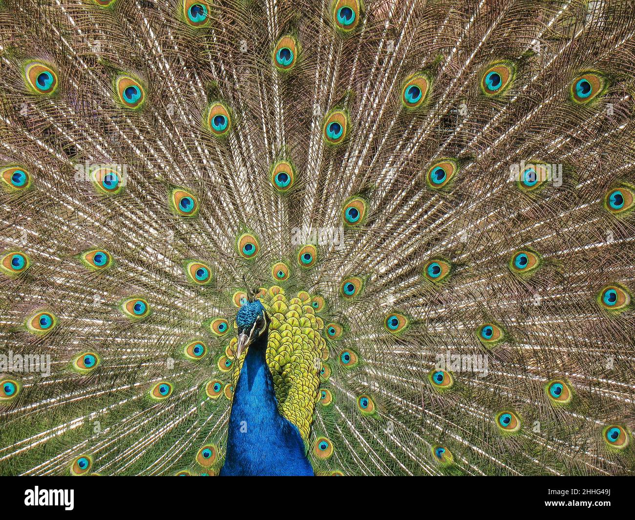 Peacock Displaying Feathers Stock Photo - Alamy