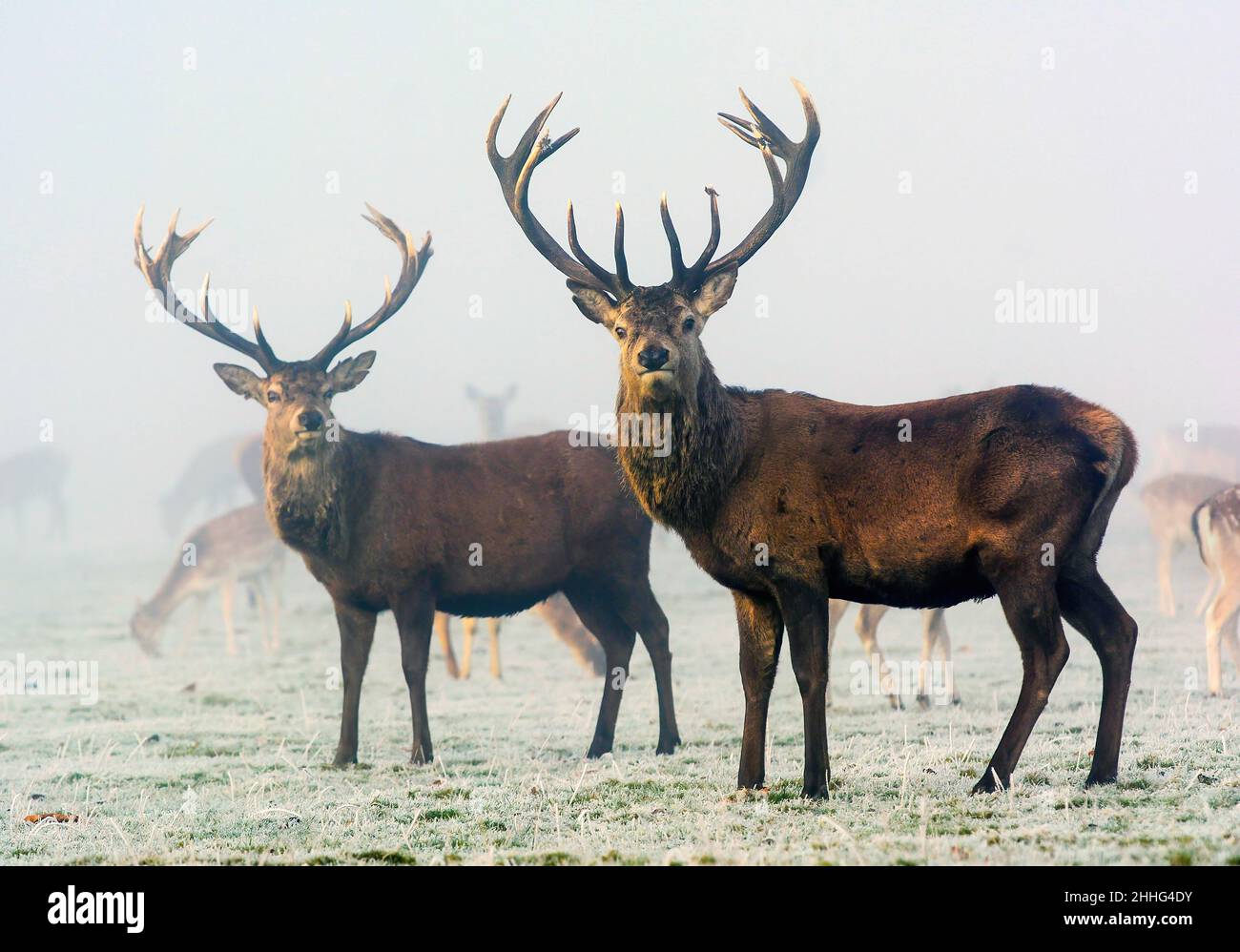 Stags in mist hi-res stock photography and images - Alamy
