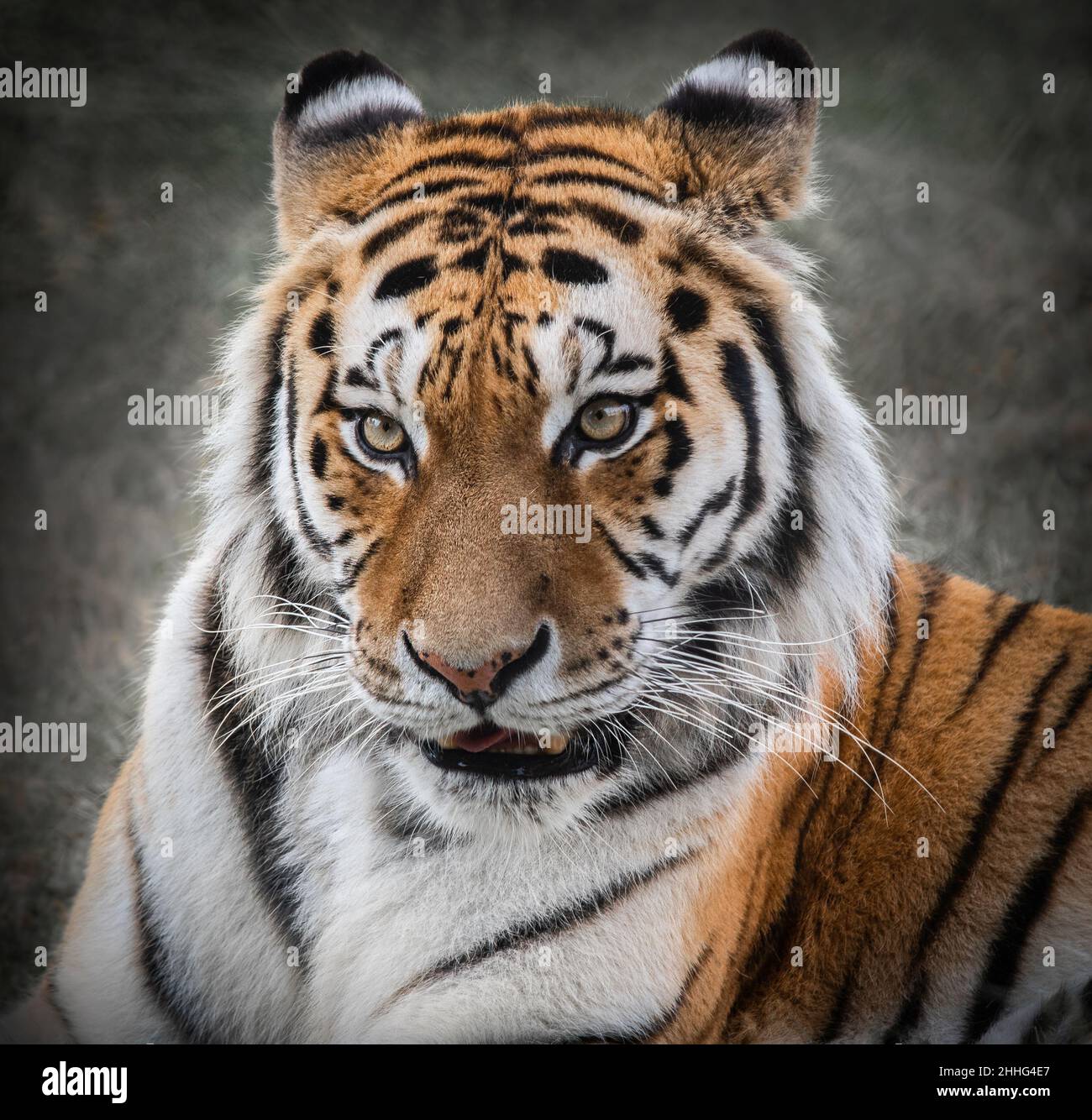 Portrait tiger predator hi-res stock photography and images - Alamy