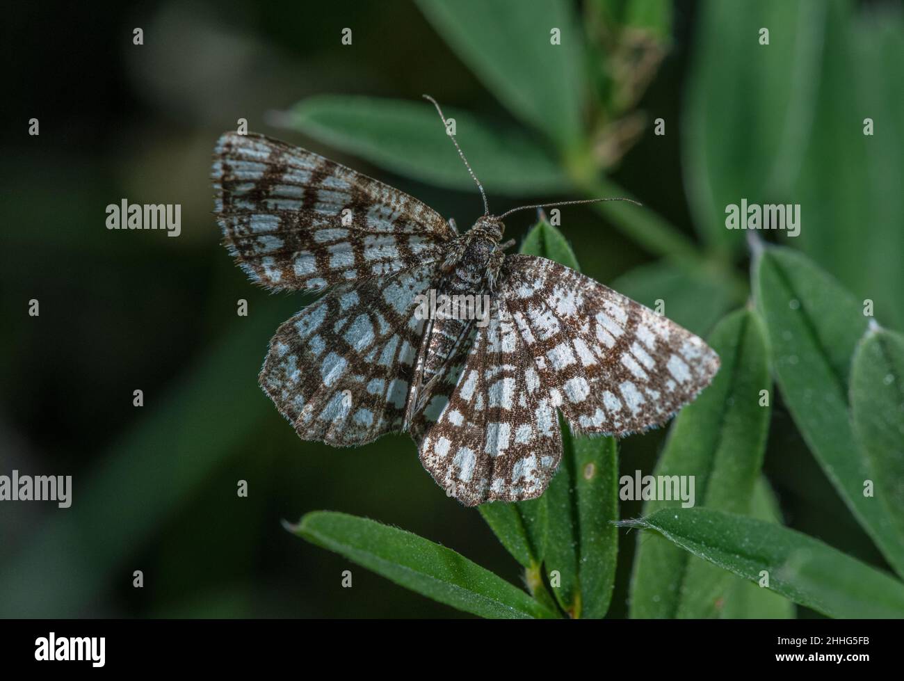 Latticed heath moth hi-res stock photography and images - Alamy