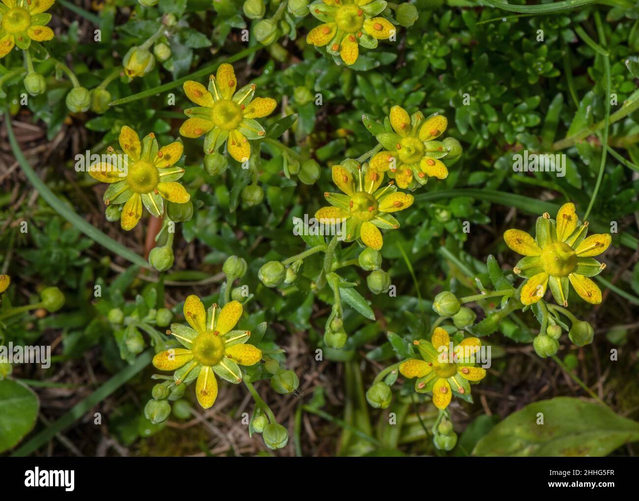 Yellow mountain saxifrage, Saxifraga aizoides, in flower in damp ...