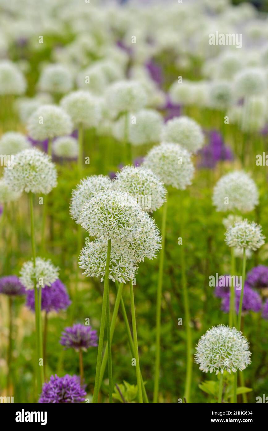 Blooming white and violet decorative onion plant in garden. Flower ...