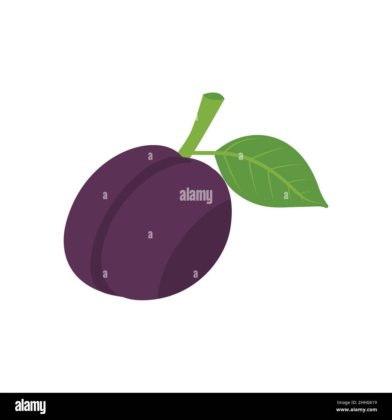 Vector illustration of a purple juicy plum on a white background with a ...
