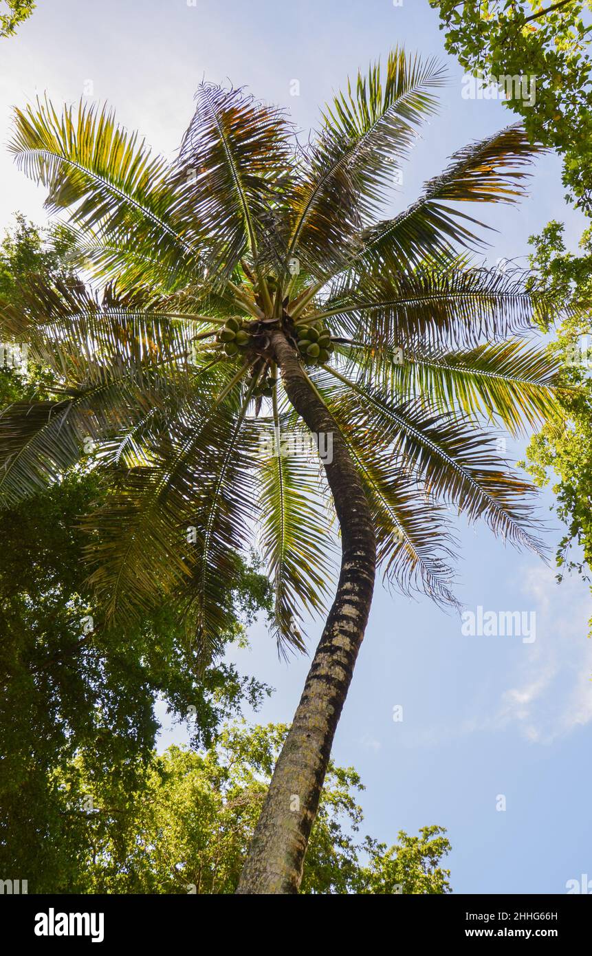Tropical Palm tree with blue sky Background Stock Photo - Alamy