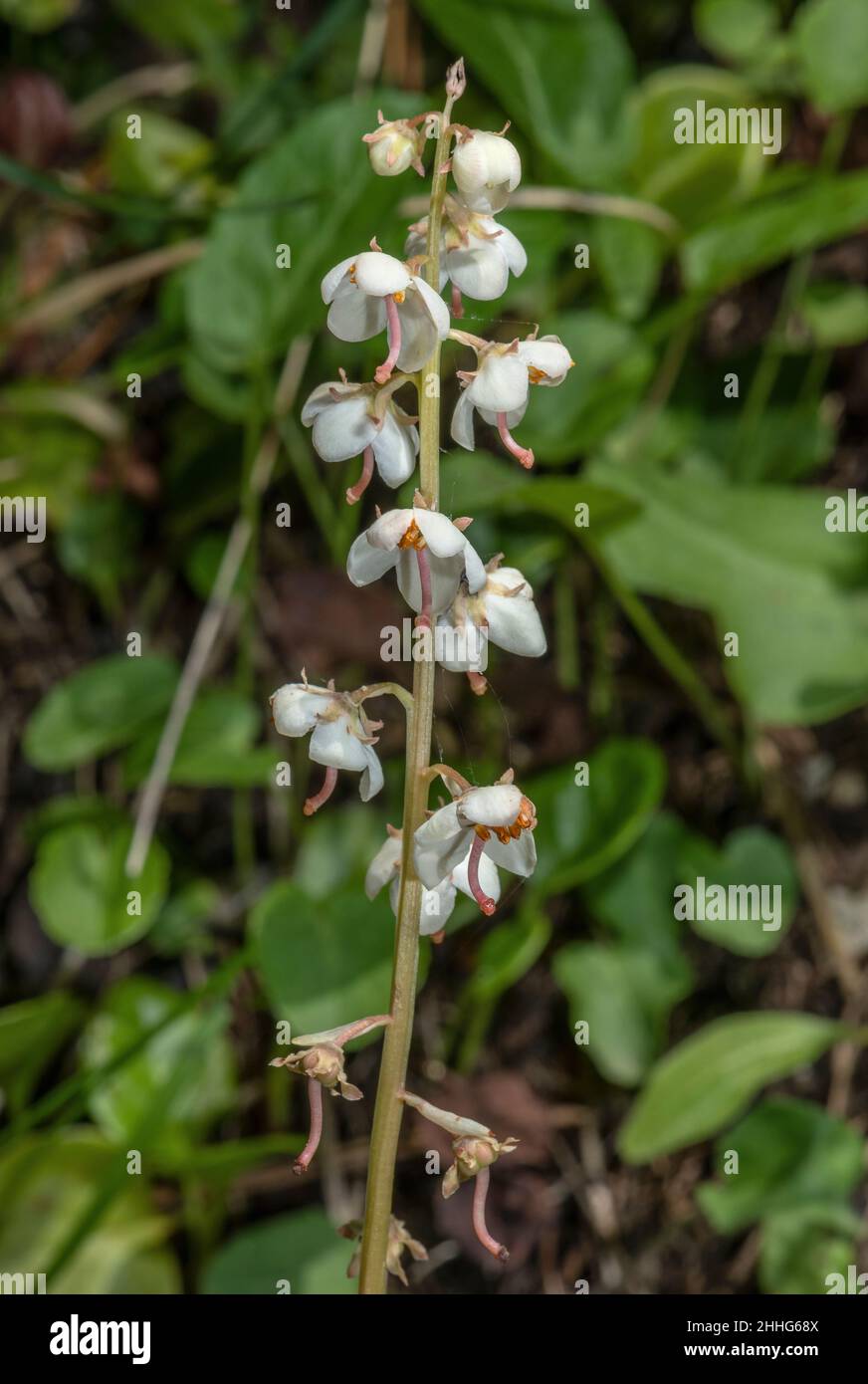 Round-leaved wintergreen, Pyrola rotundifolia in flower on limestone ...