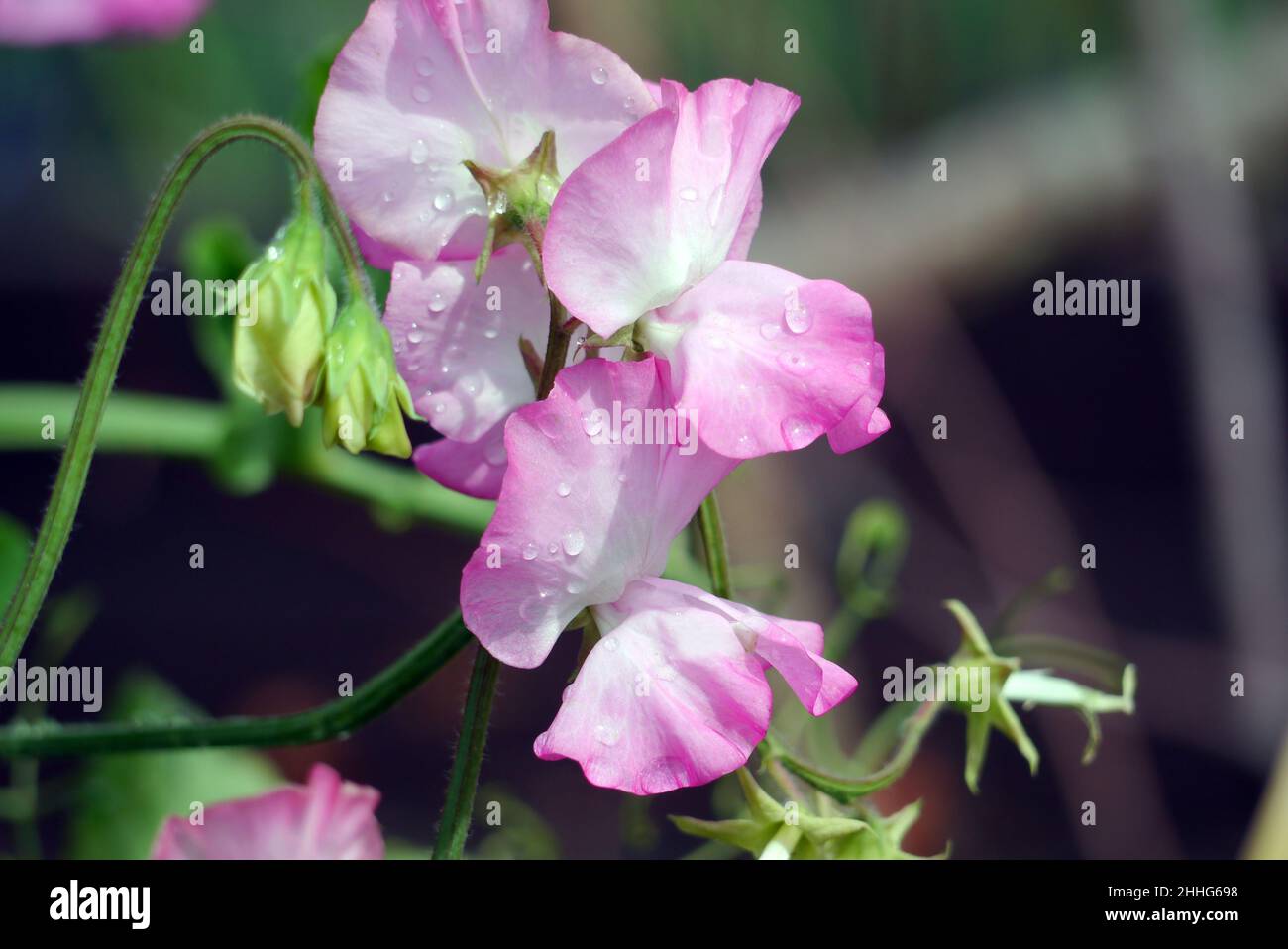 Pale Pink Sweet Pea 'Gwendoline' (Lathyrus odoratus) grown in the ...