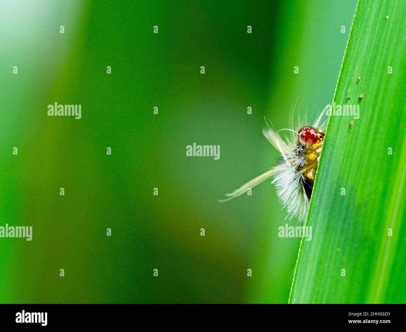 Hairy insects hi-res stock photography and images - Alamy