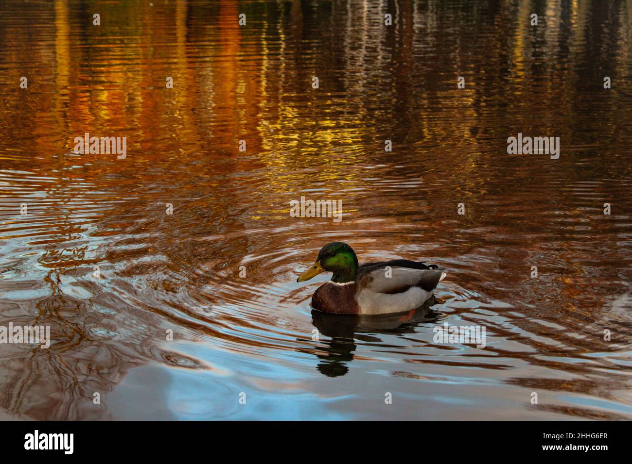 Green duck hi-res stock photography and images - Alamy