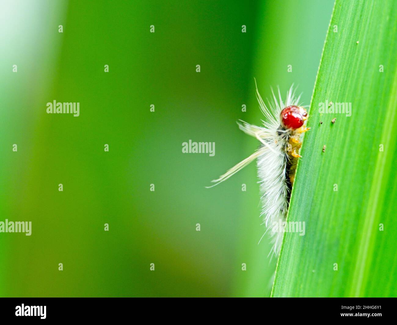 Hairy insects hi-res stock photography and images - Alamy