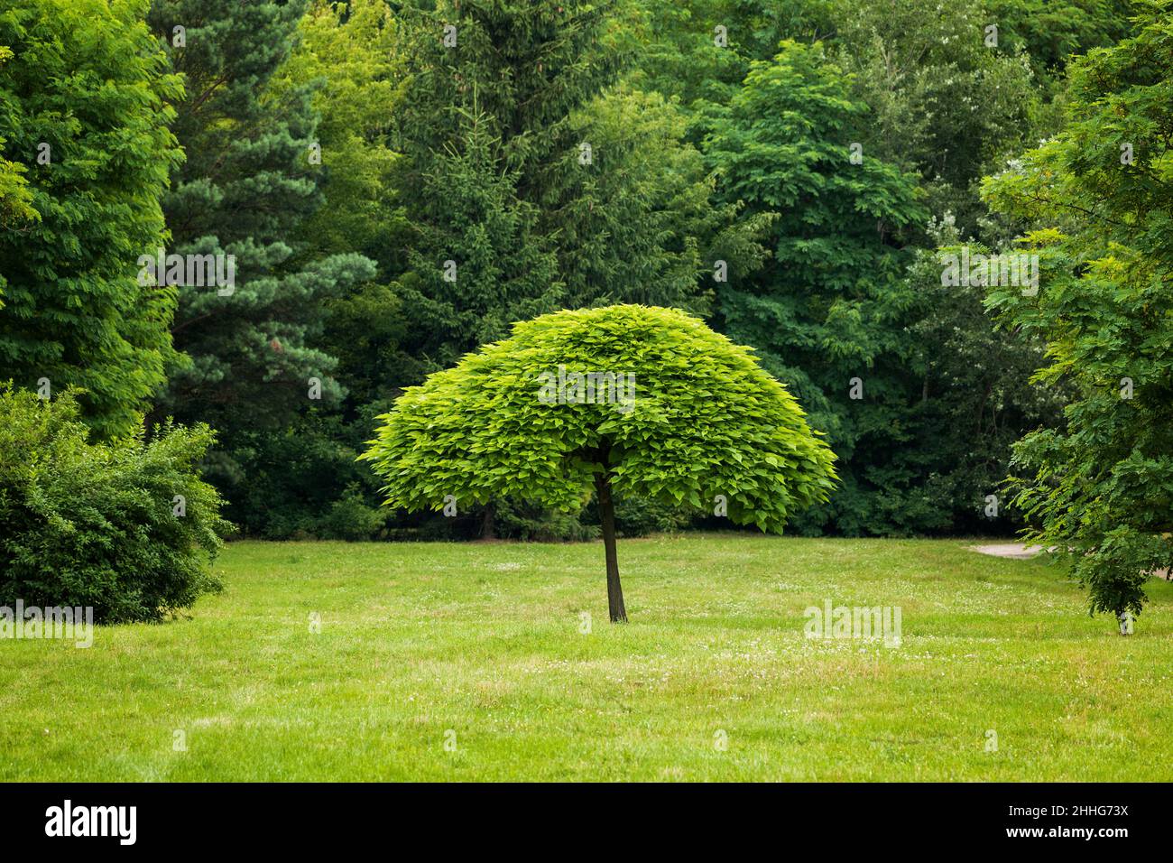 Lonely well groomed young tree in the middle of park lawn Stock Photo ...