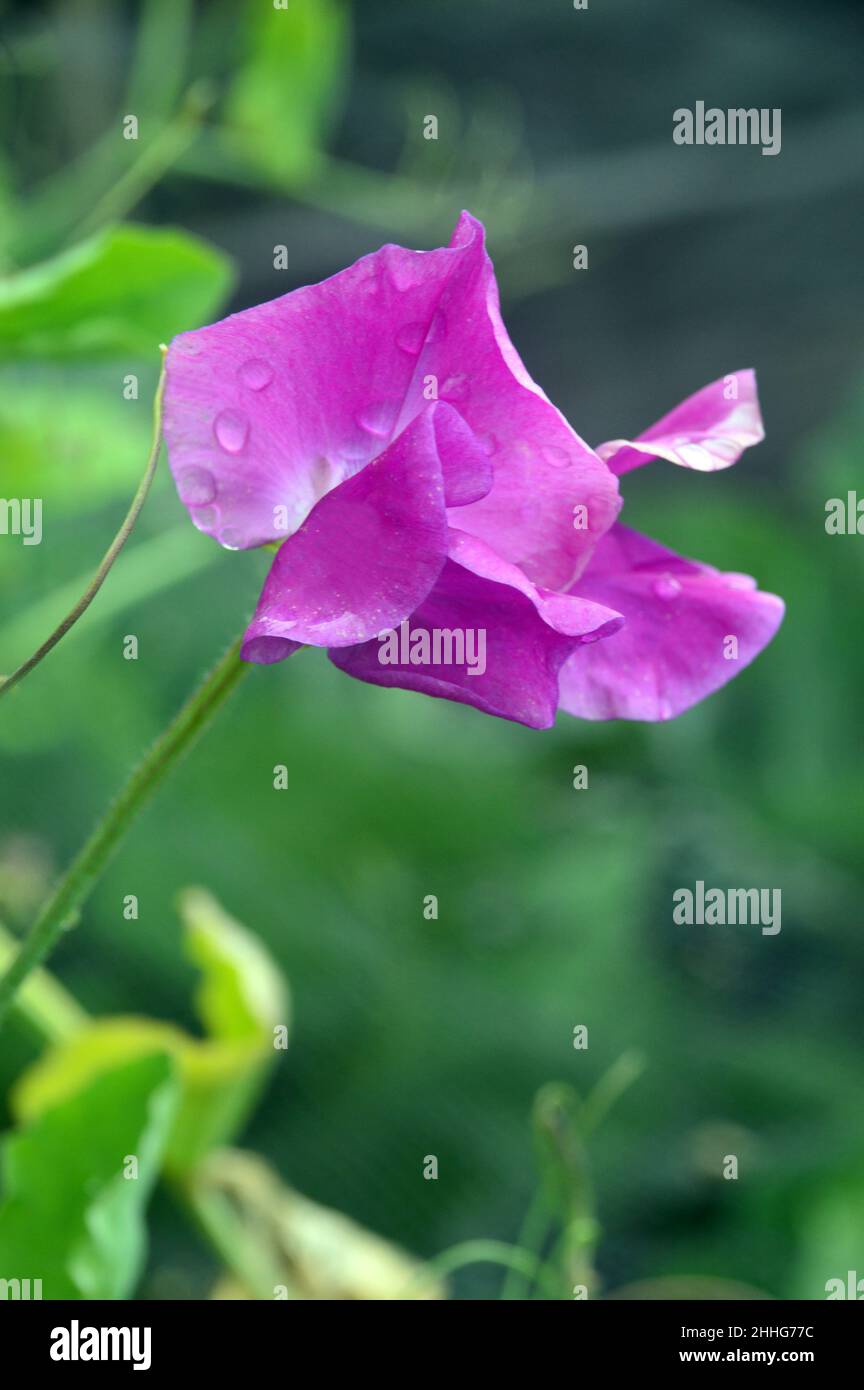 Single Pink Sweet Pea (Lathyrus odoratus) Flower grown in the Vegetable ...
