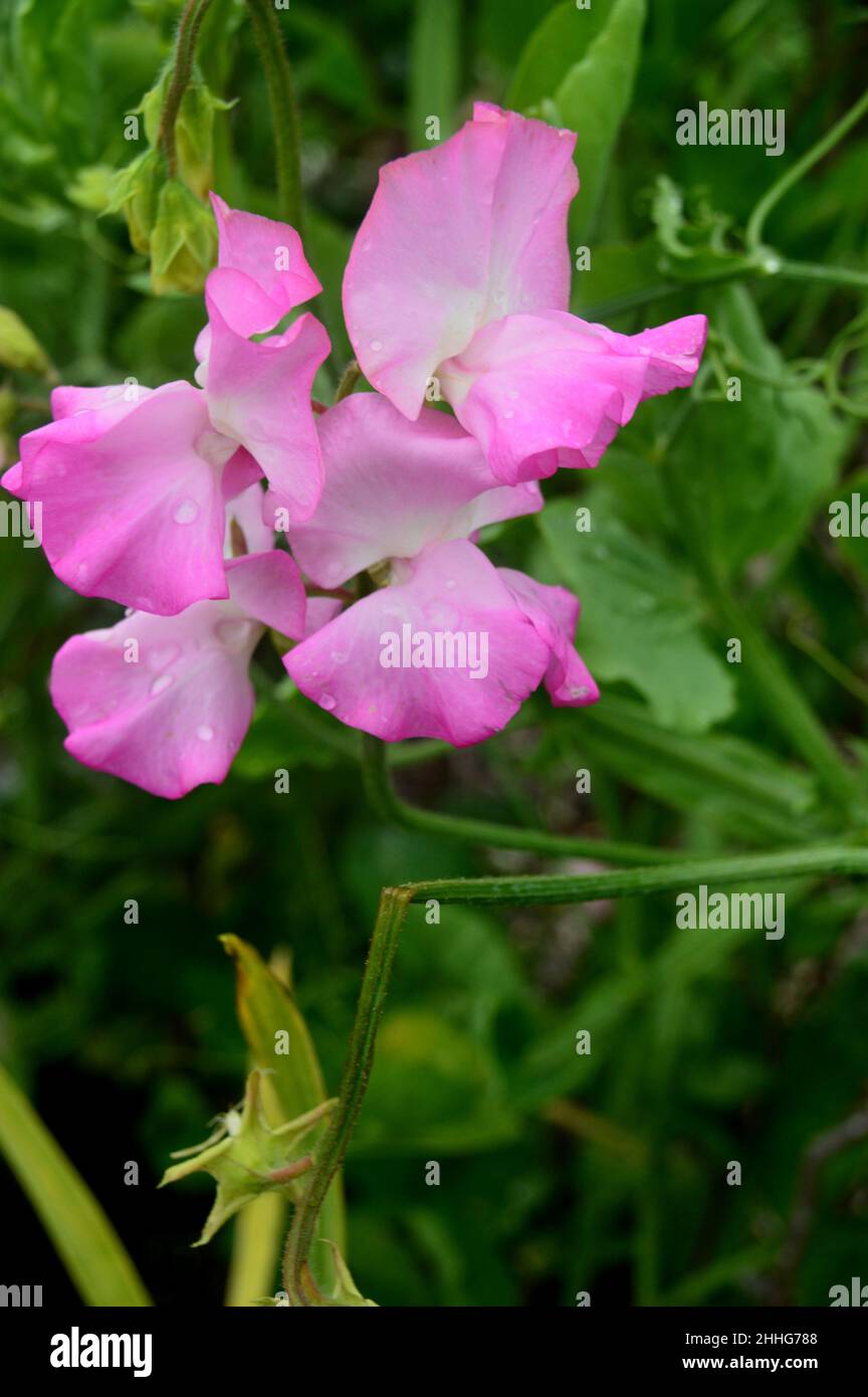 Pale Pink Sweet Pea 'Gwendoline' (Lathyrus odoratus) grown in the ...