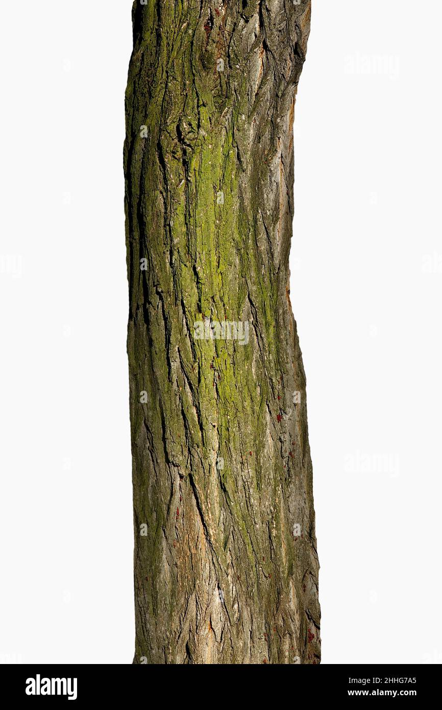 Tree Trunk Isolated On White Background Stock Photo - Alamy