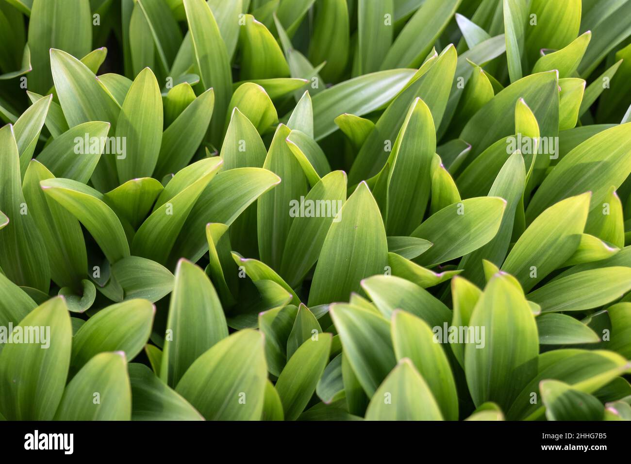 Green leaves of Colchicum speciosum flowering plant in the family ...