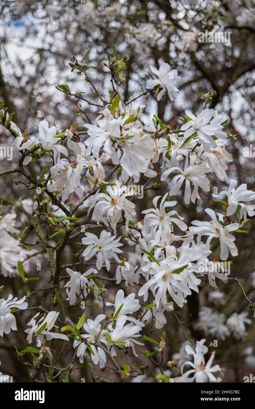 Magnolia stellata Rosea white flowers, star magnolia, plant in the ...