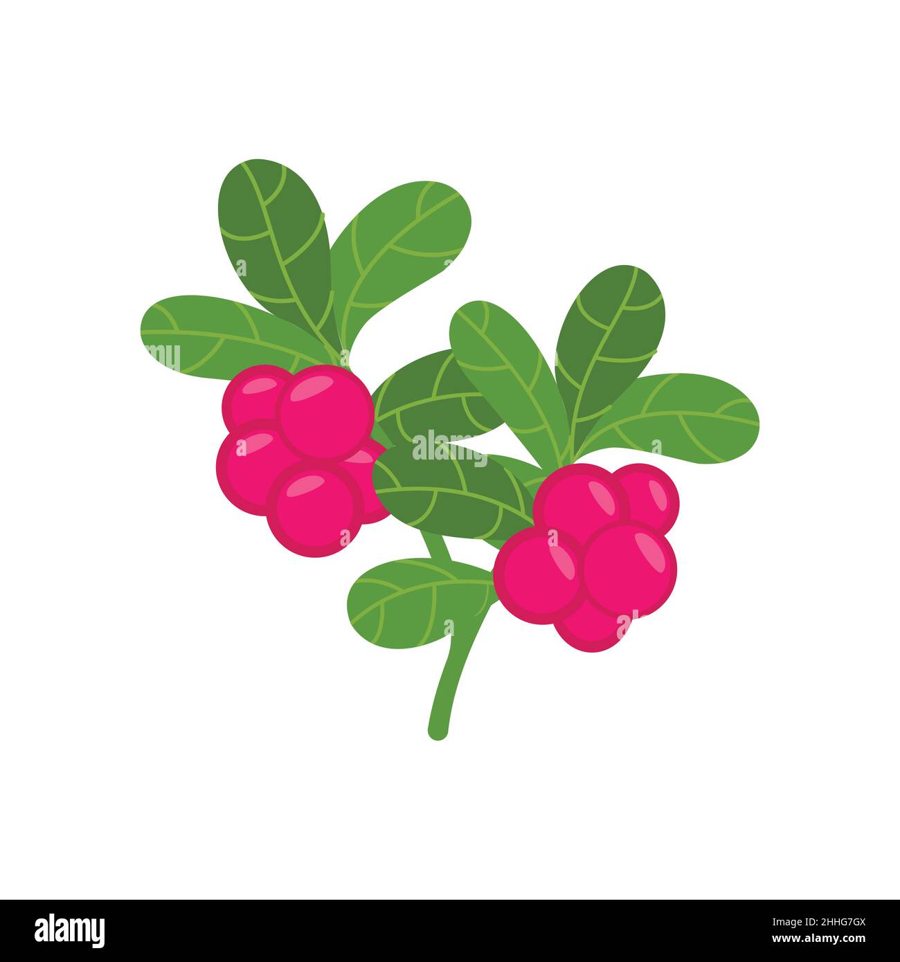 Cranberry Branch Vector Illustration with Red Fruit and Green Fibrous ...