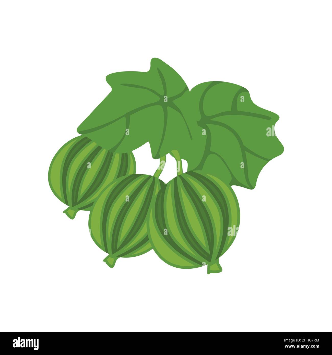 Isolated on a white background, green gooseberry vector illustration ...
