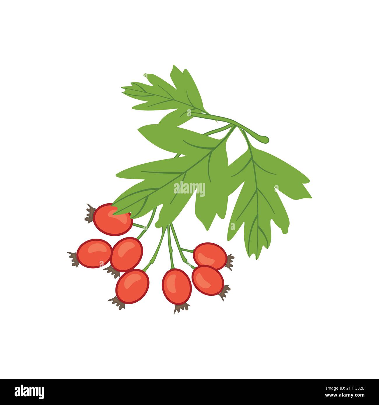Red hawthorn plant with leaves, isolated. vector of health care Stock ...