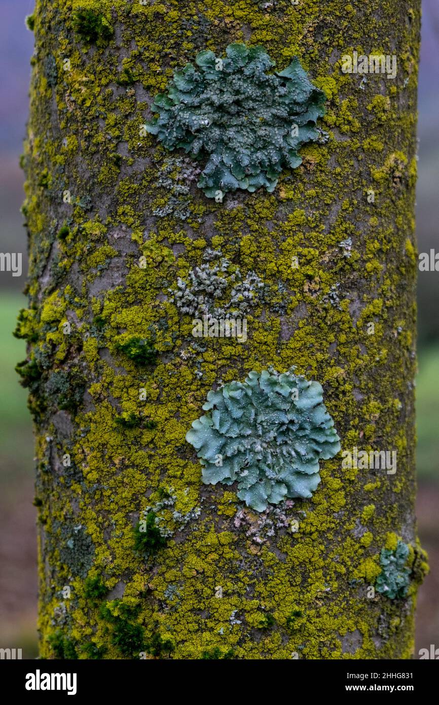 moss grown on the north side of a tree trunk in the woods Stock Photo ...