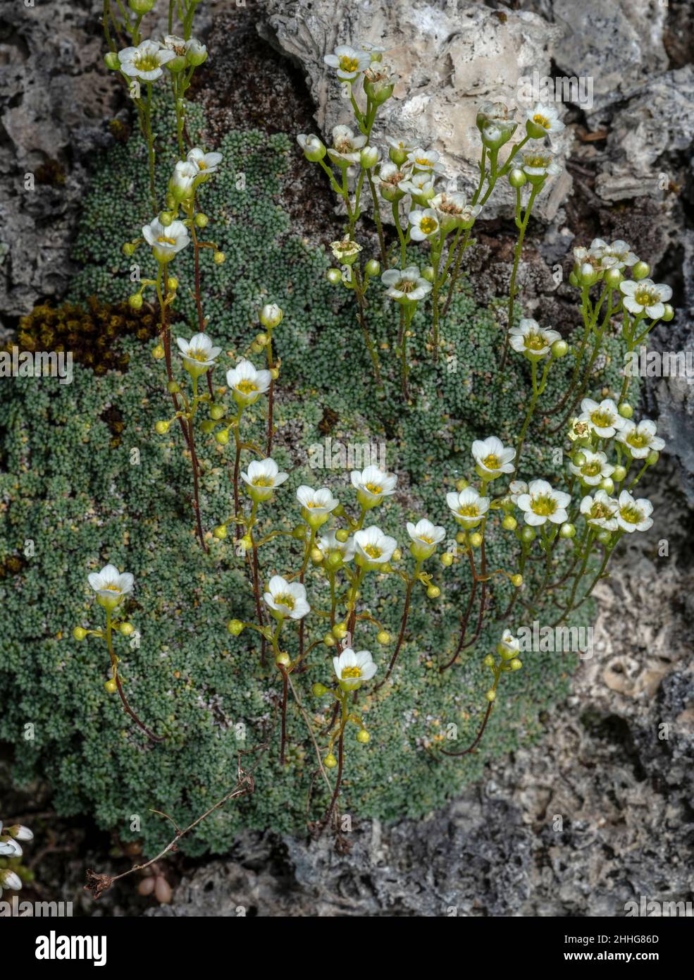 Sassifraga delle dolomiti hi-res stock photography and images - Alamy