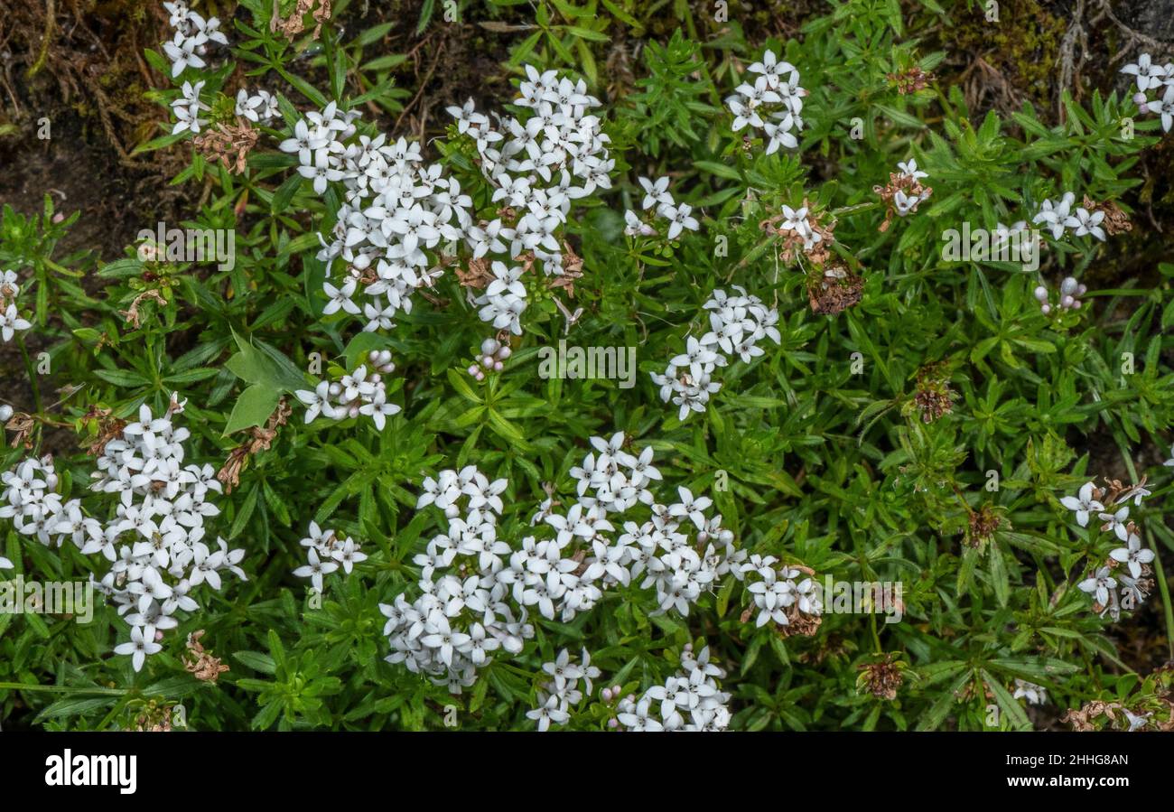 A Woodruff, Asperula hirta, in flower. Pyrenees Stock Photo - Alamy