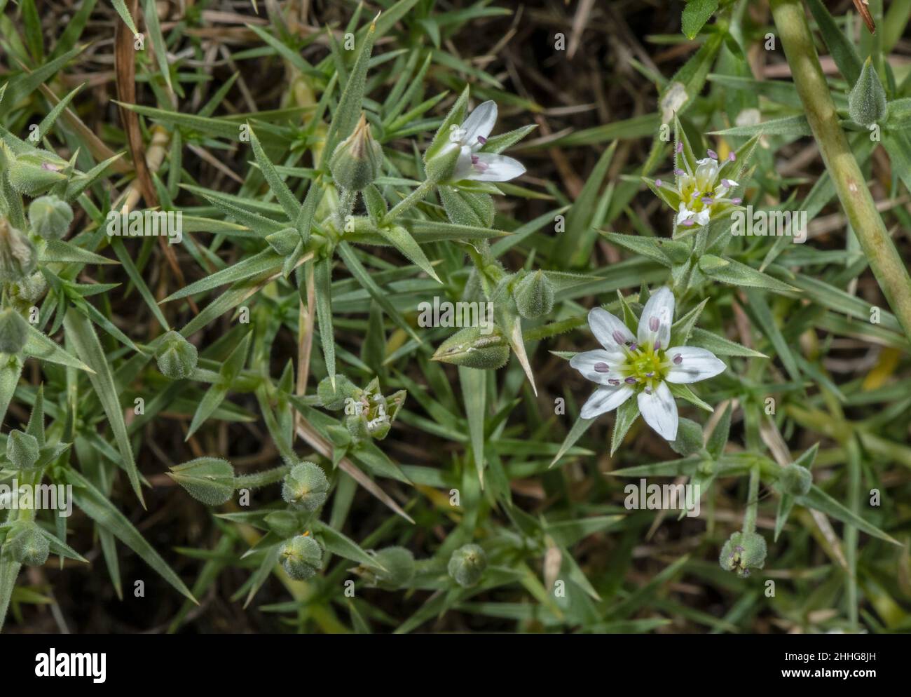 A sandwort, Arenaria pungens in flower, Spain Stock Photo - Alamy