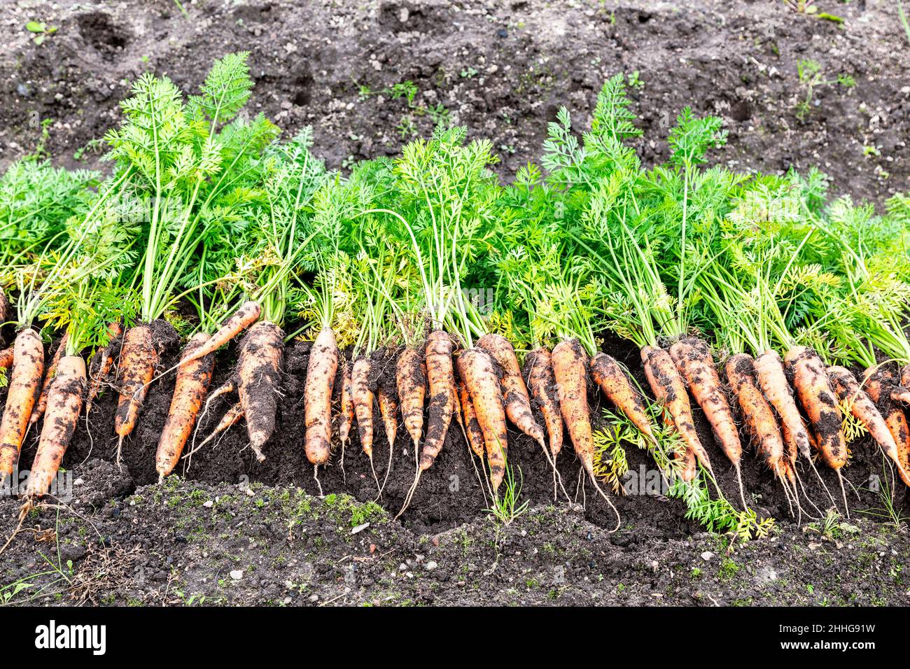 Fresh carrots drying on the land at the vegetable garden in summer ...