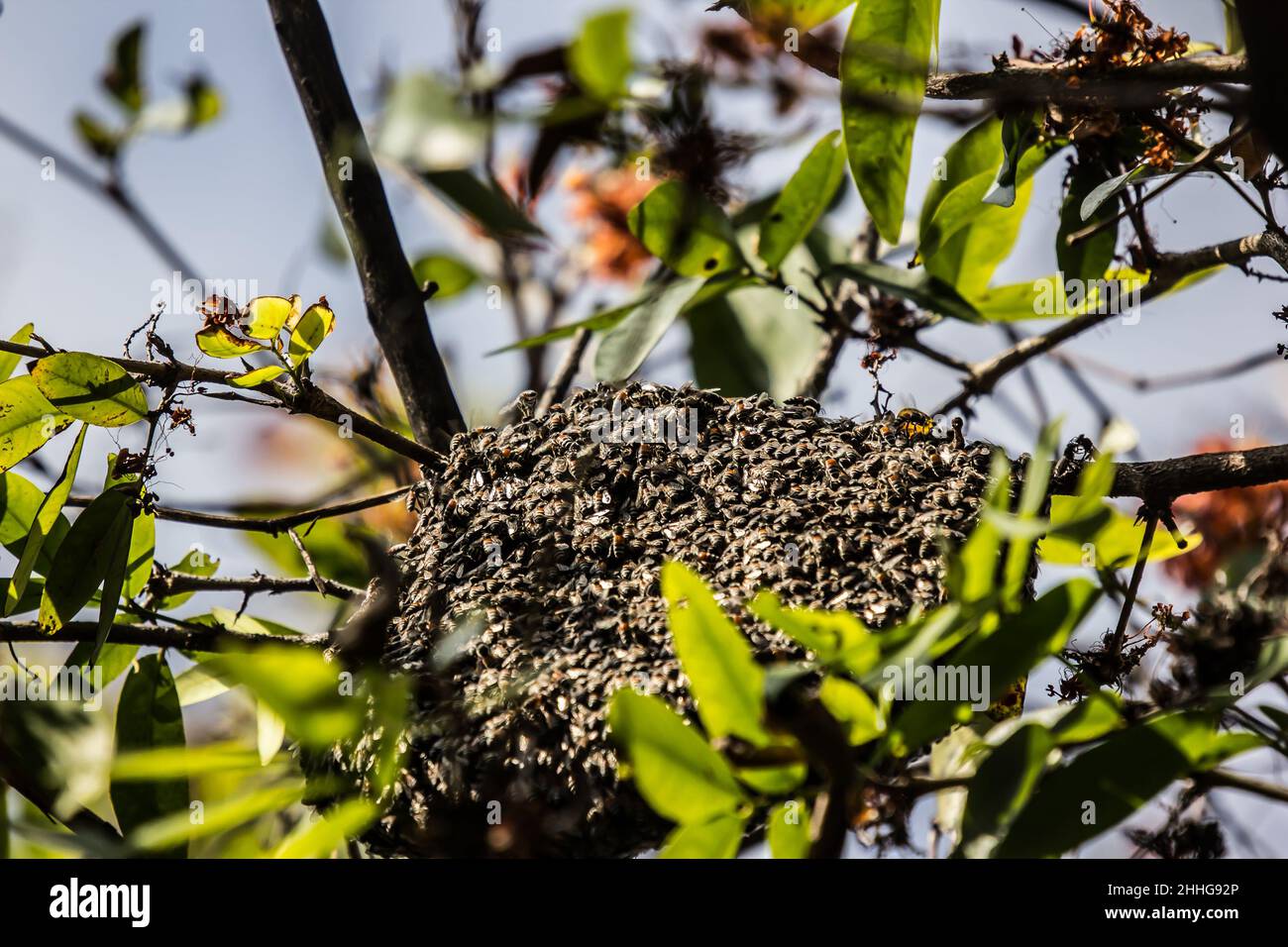 Apis florea nest on a tree branch in thailand Stock Photo - Alamy