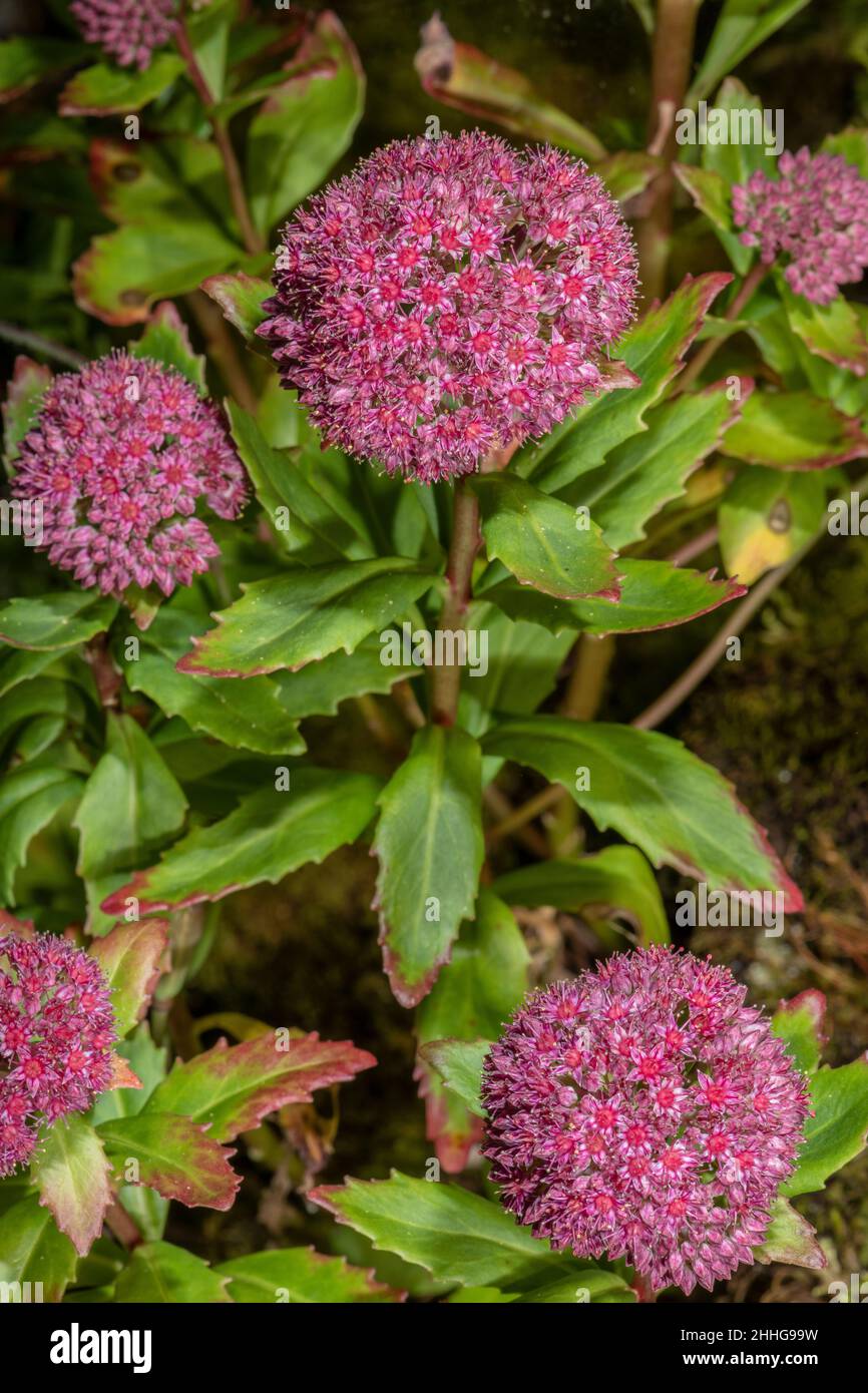 Orpine, Sedum telephium in flower, Swiss Alps Stock Photo - Alamy