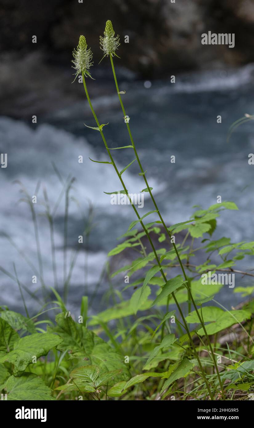 Spiked rampion, Phyteuma spicatum, in flower by woodland stream, Swiss ...