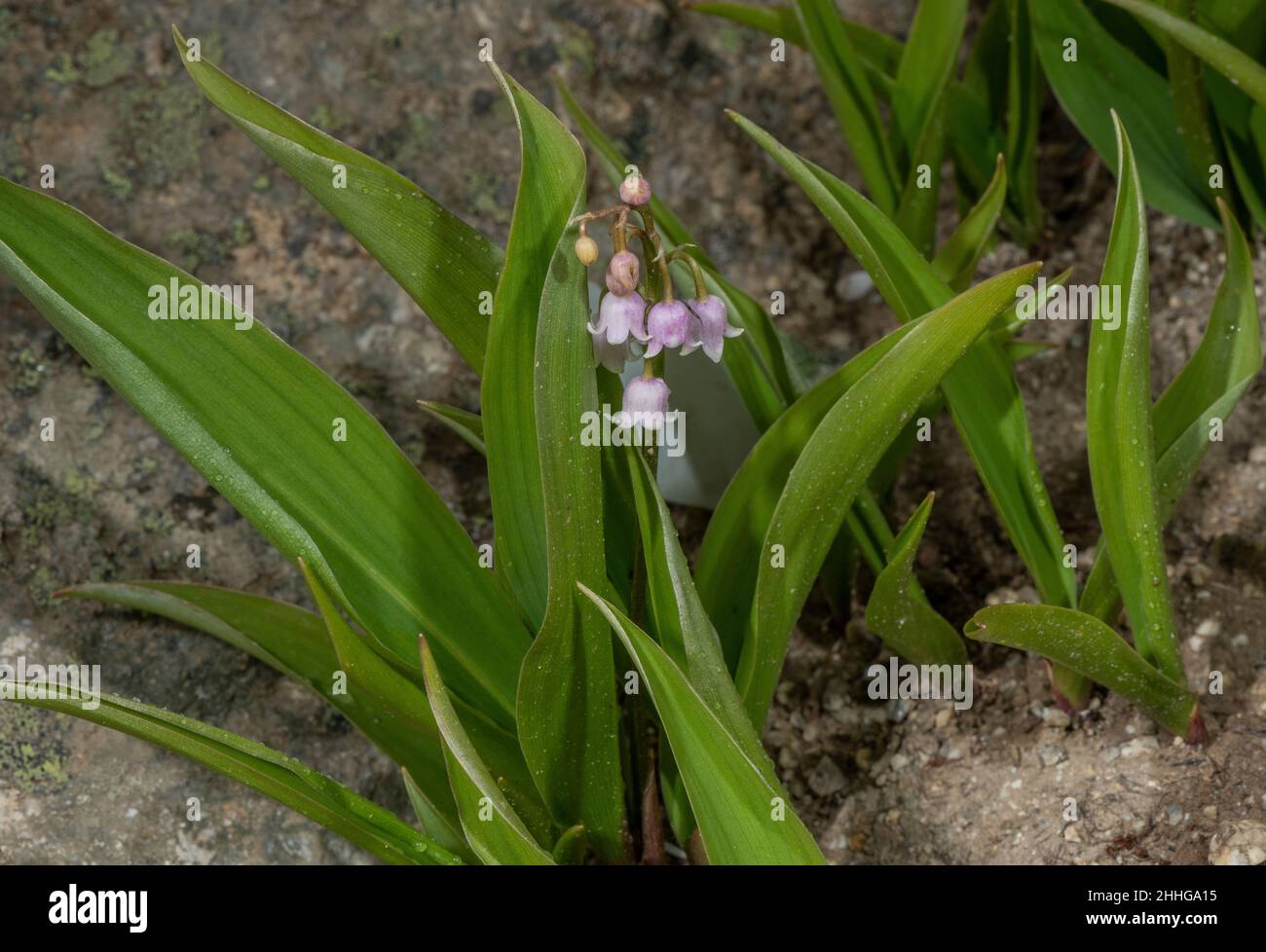 Lily of the valley, Convallaria majalis, pink form in flower Stock ...