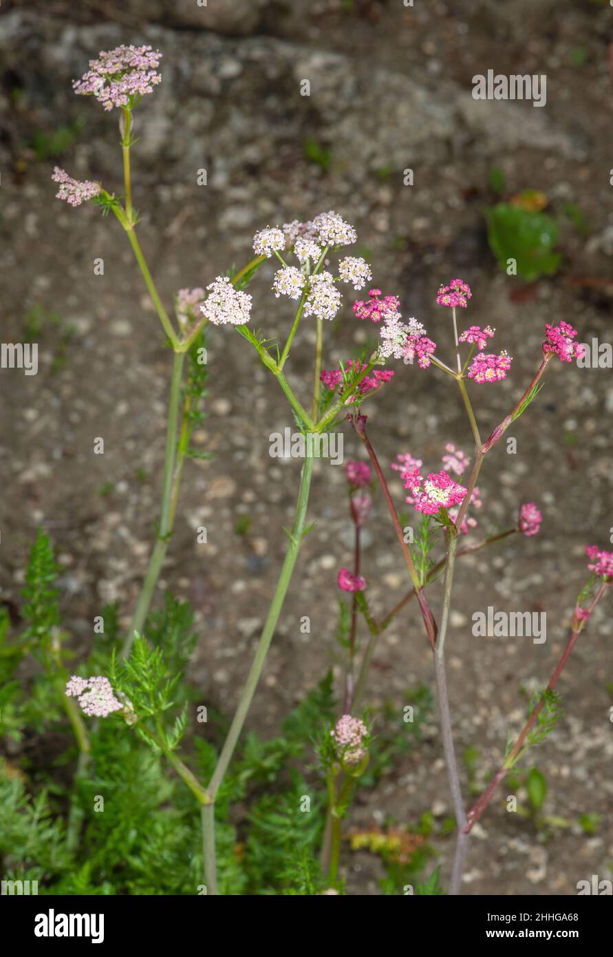Carum carvi blossom hi-res stock photography and images - Alamy