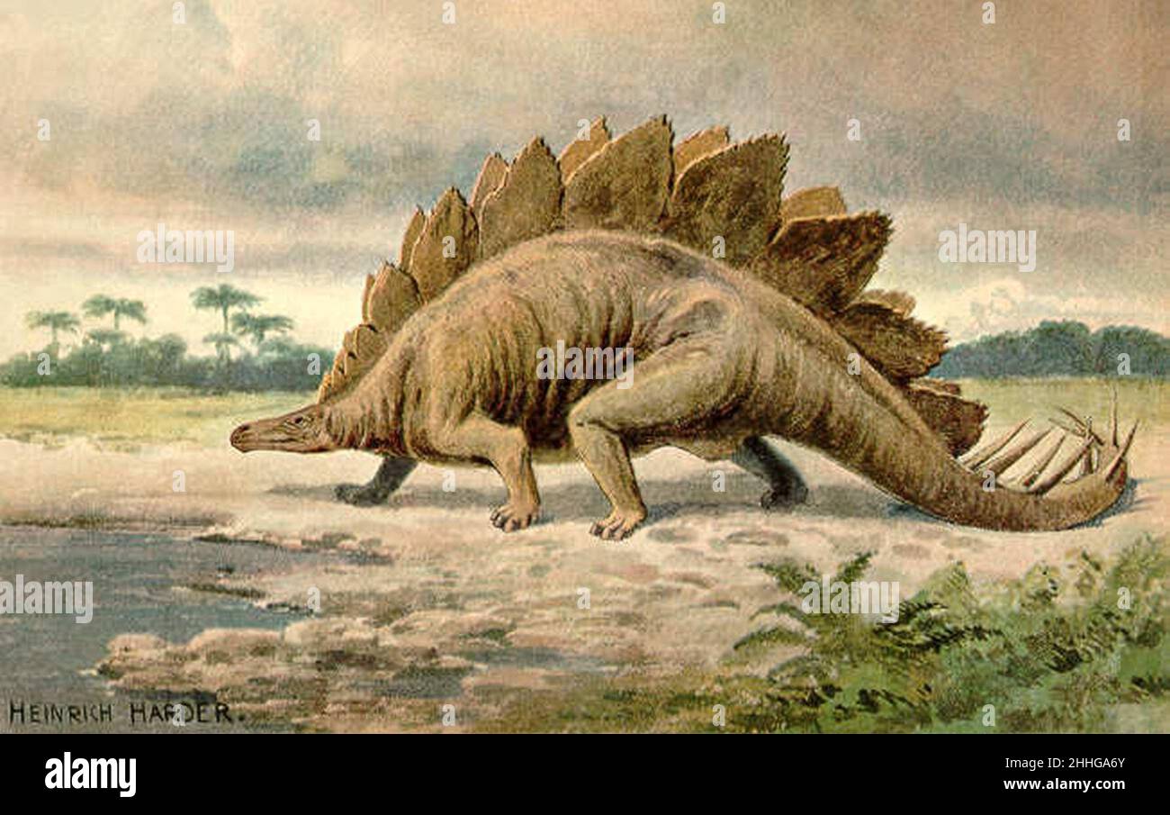 Stegosaurus hi-res stock photography and images - Alamy