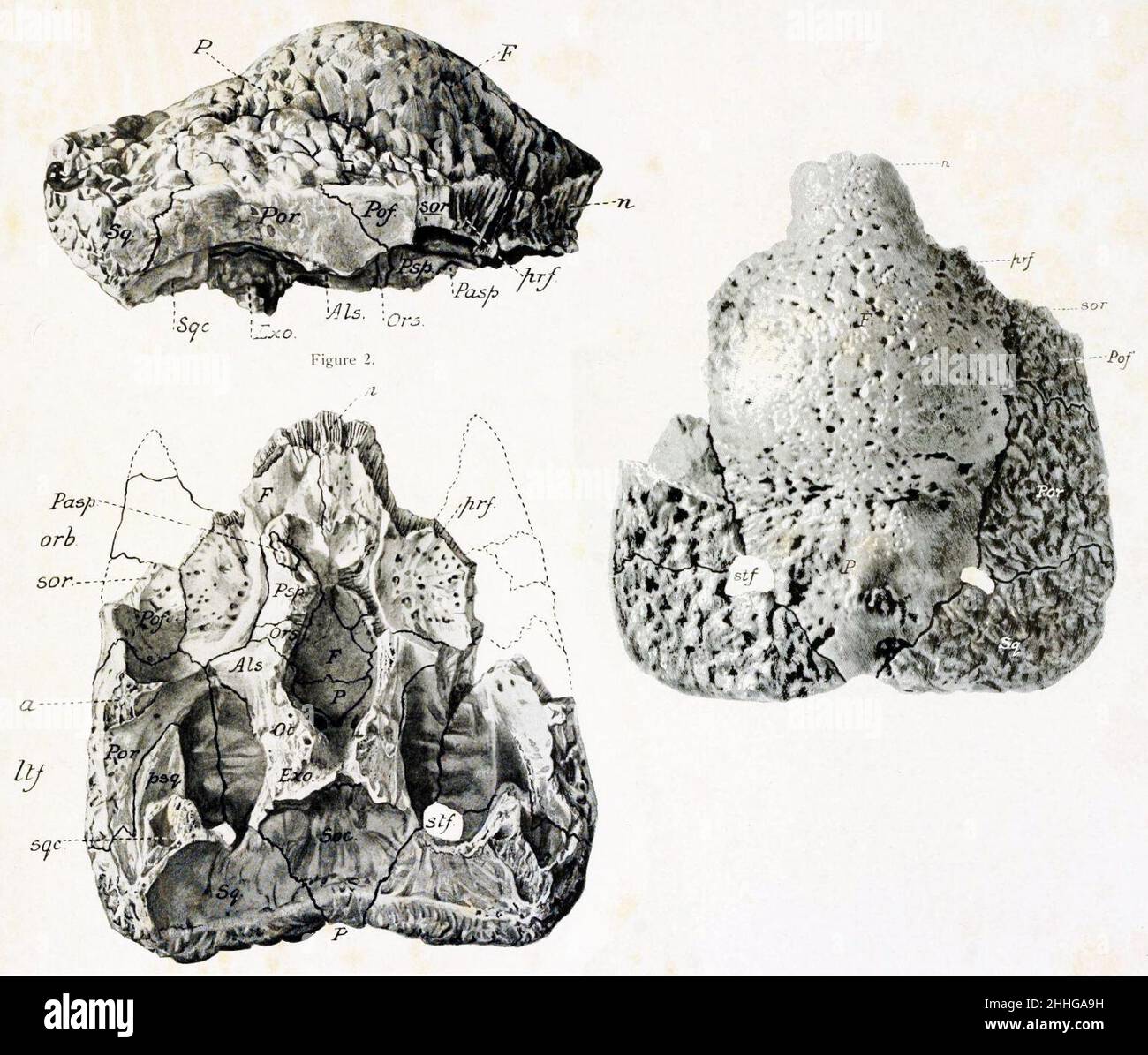 Validum hi-res stock photography and images - Alamy