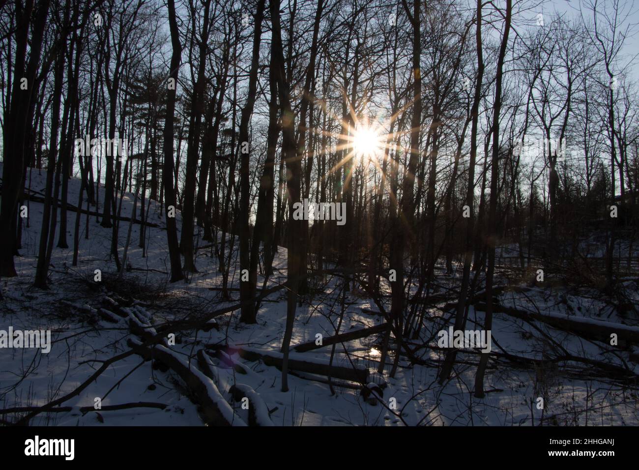 Sunset through the trees in Rattray Marsh Conservation Area Stock Photo ...