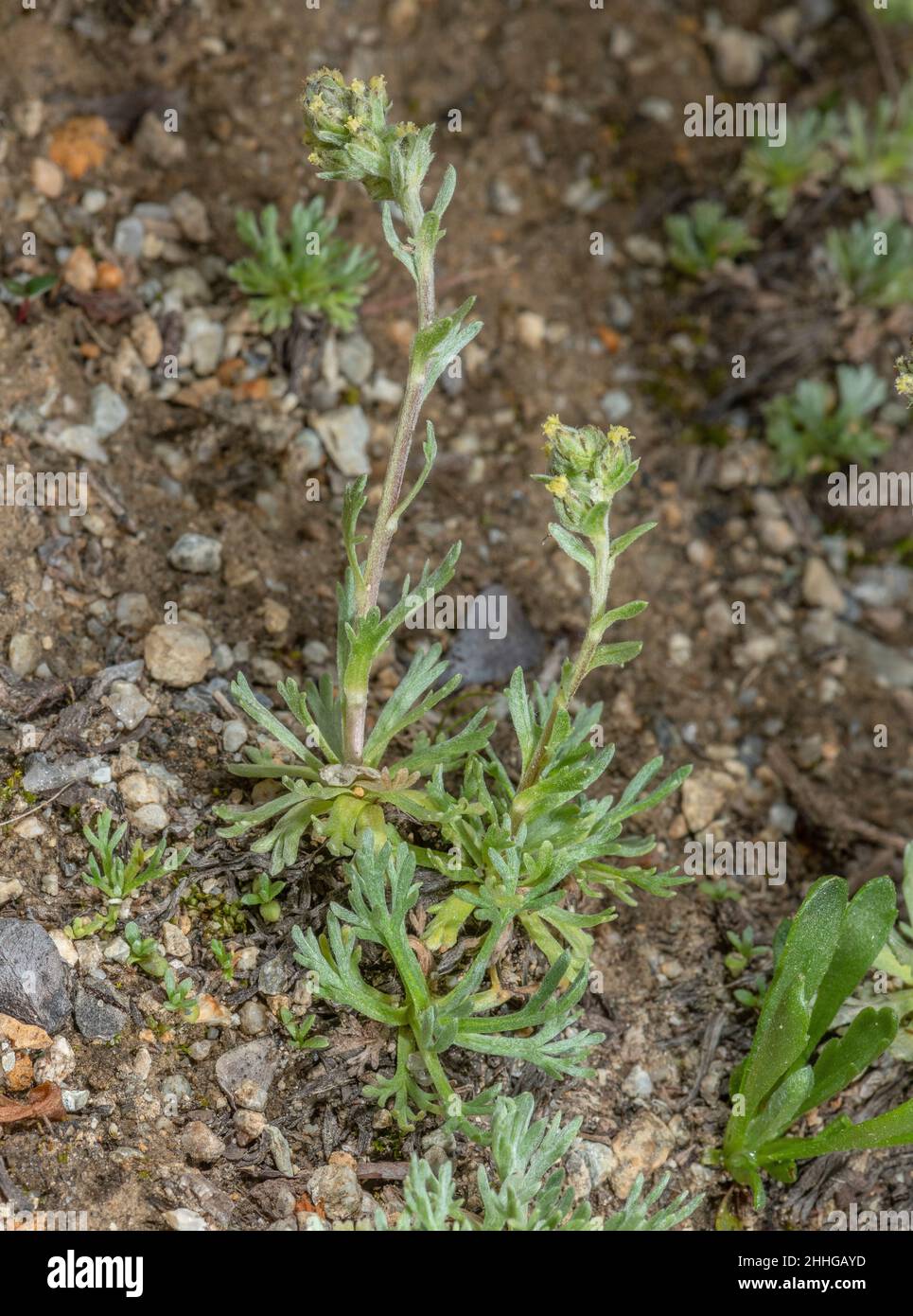 Spiked wormwood hi-res stock photography and images - Alamy