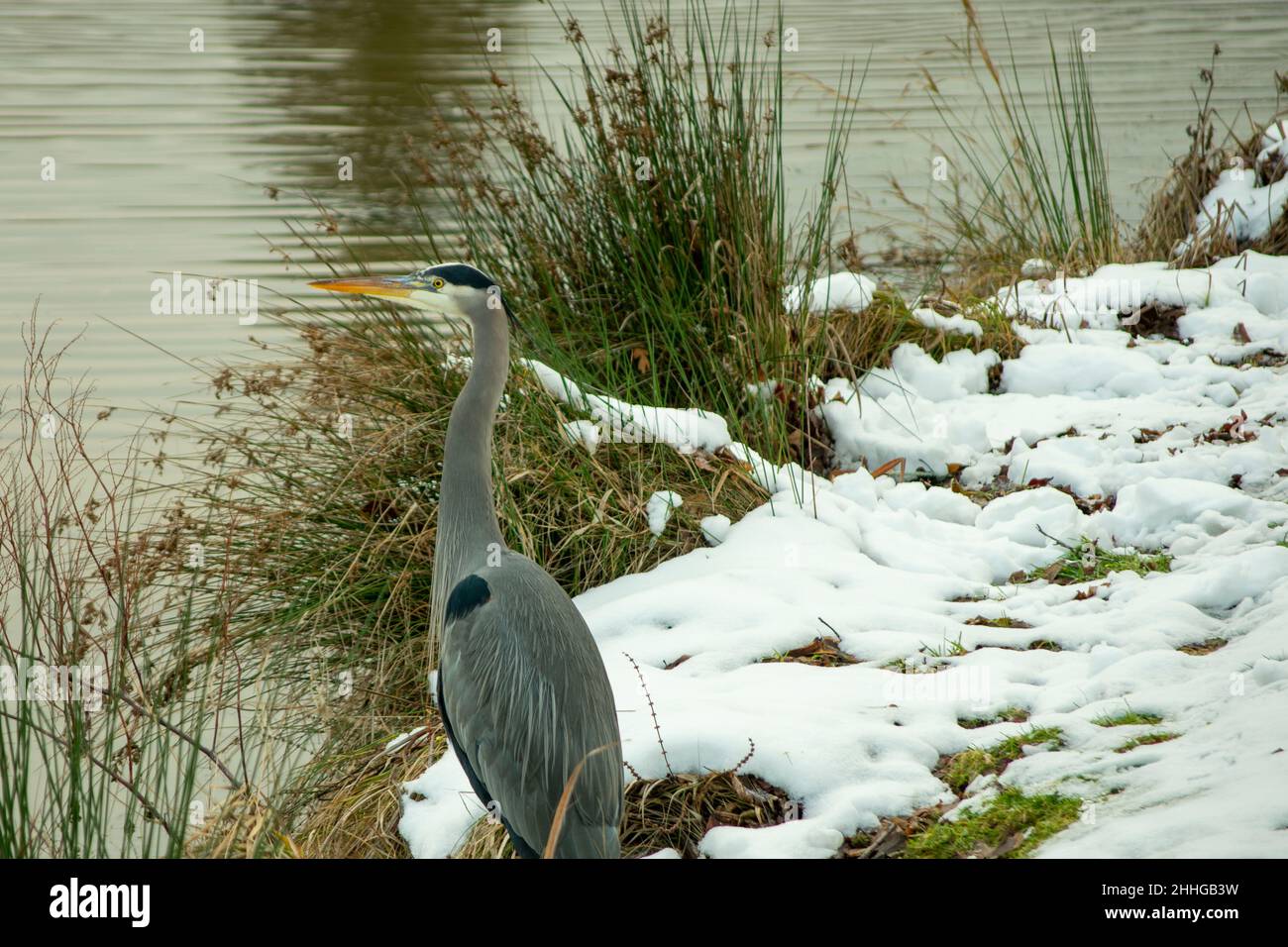 Washington state bird water hi-res stock photography and images - Alamy