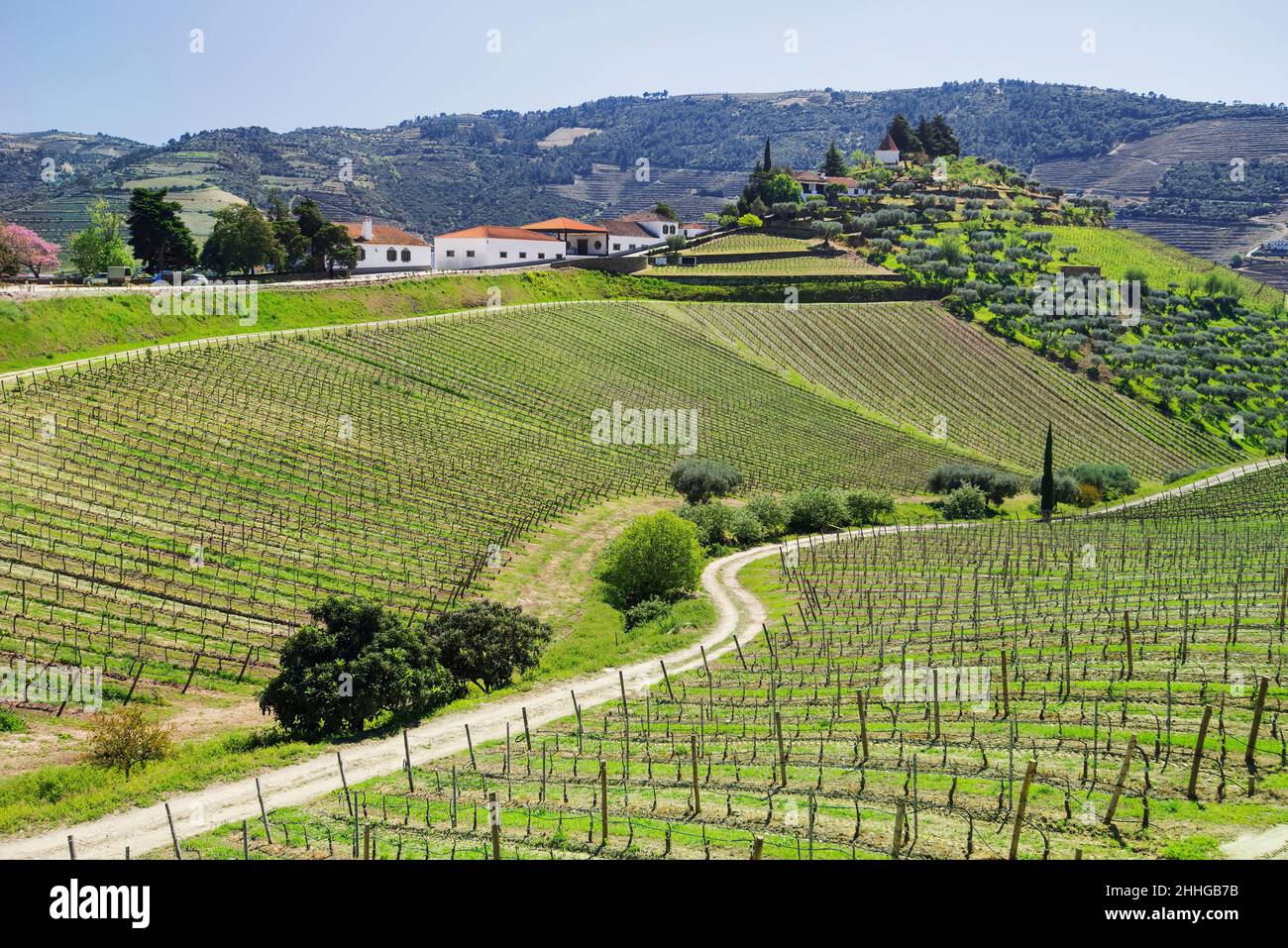 Douro Valley. Vineyards and landscape near Pinhao town, Portugal Stock ...