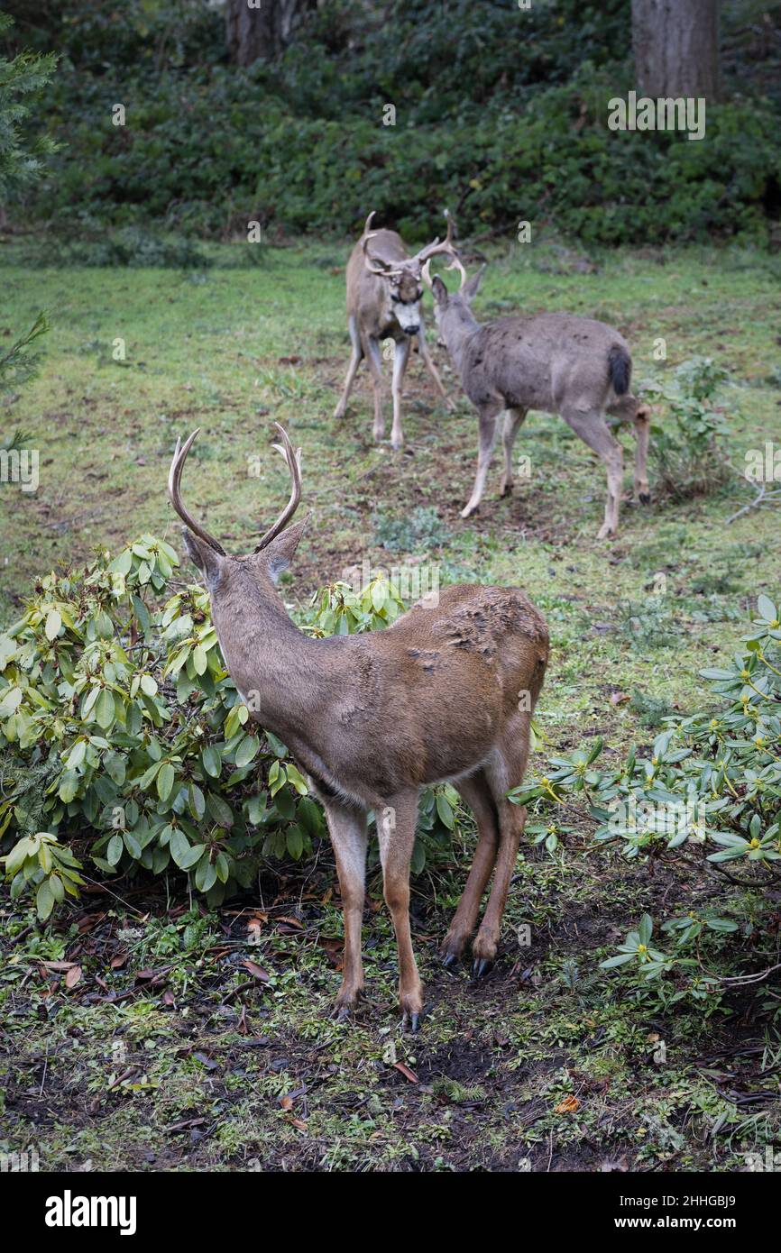Watching each other hi-res stock photography and images - Alamy