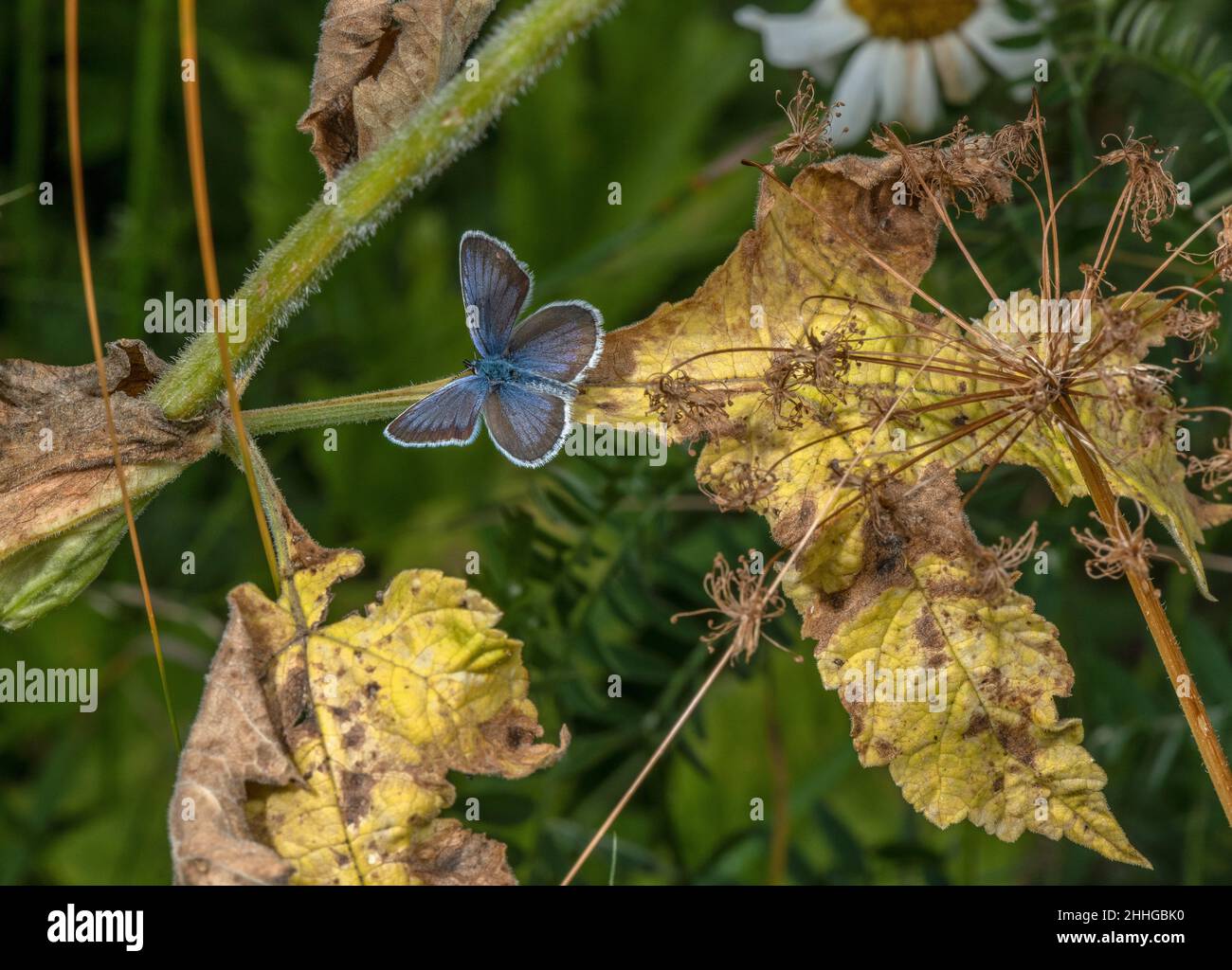 Male Damon Blue, Polyommatus damon, perched on Hogweed leaves, Italian ...
