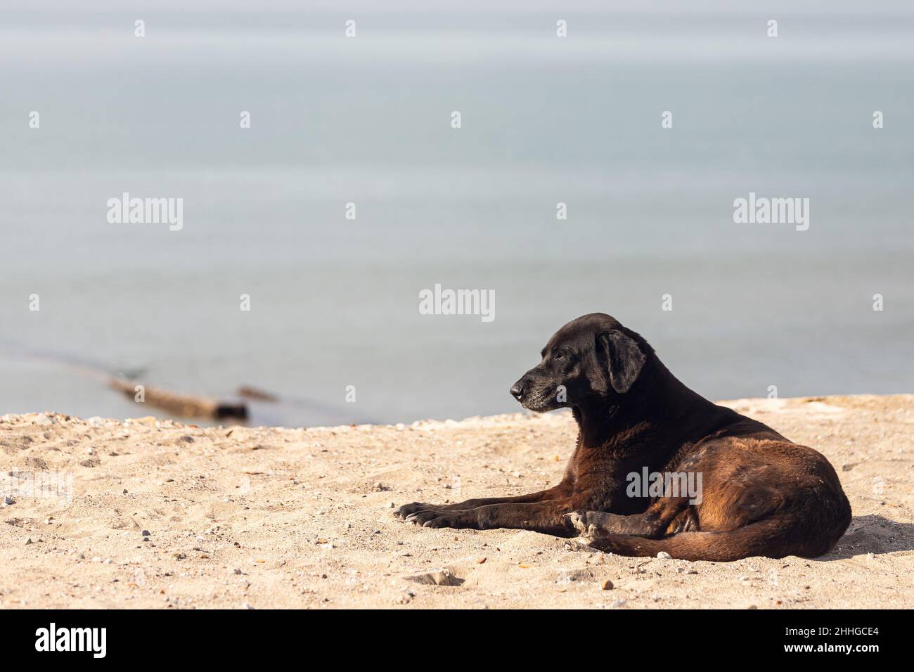 A black dog , an adult lies, relax with a contented look along the ...