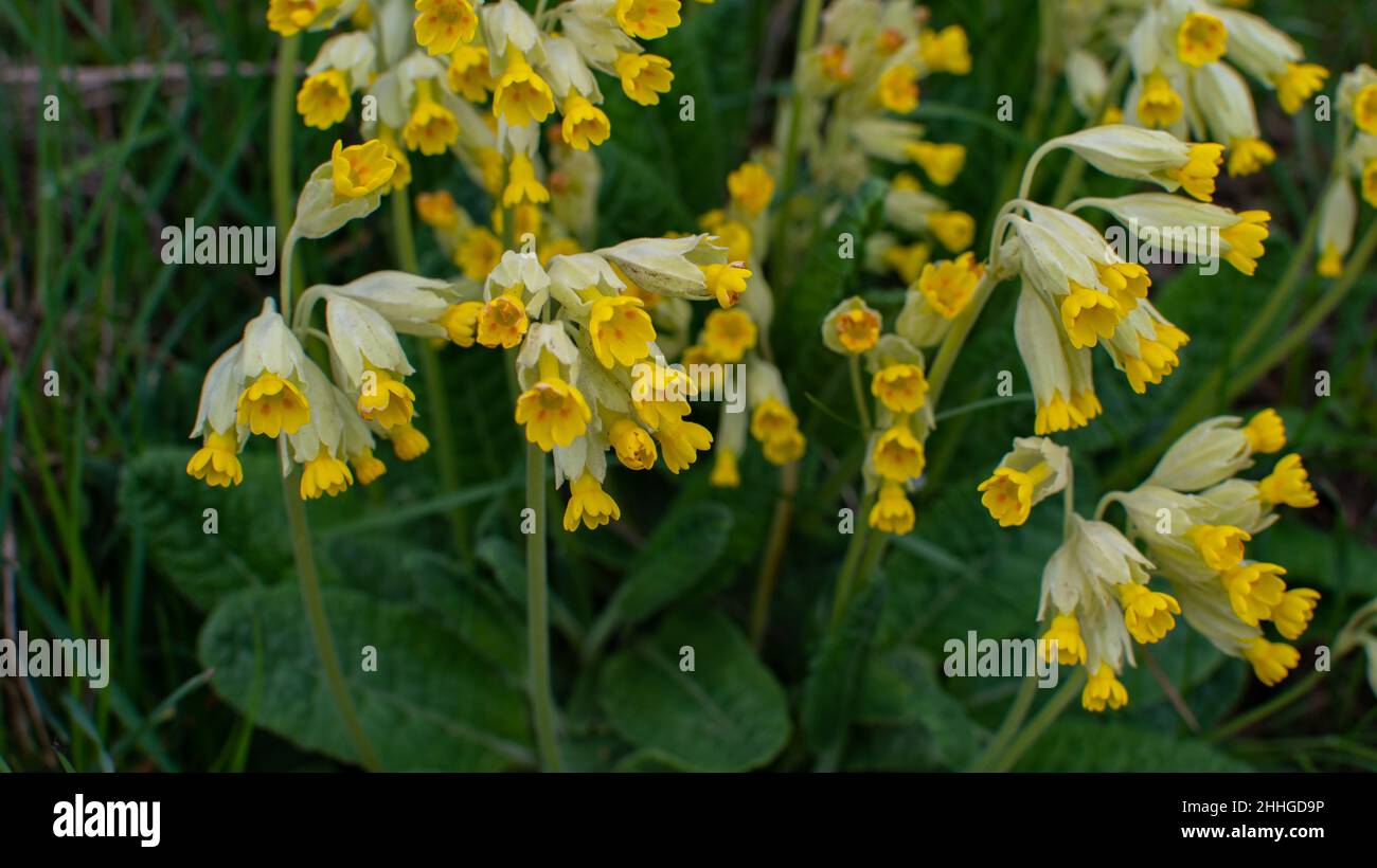Real cowslips hi-res stock photography and images - Alamy
