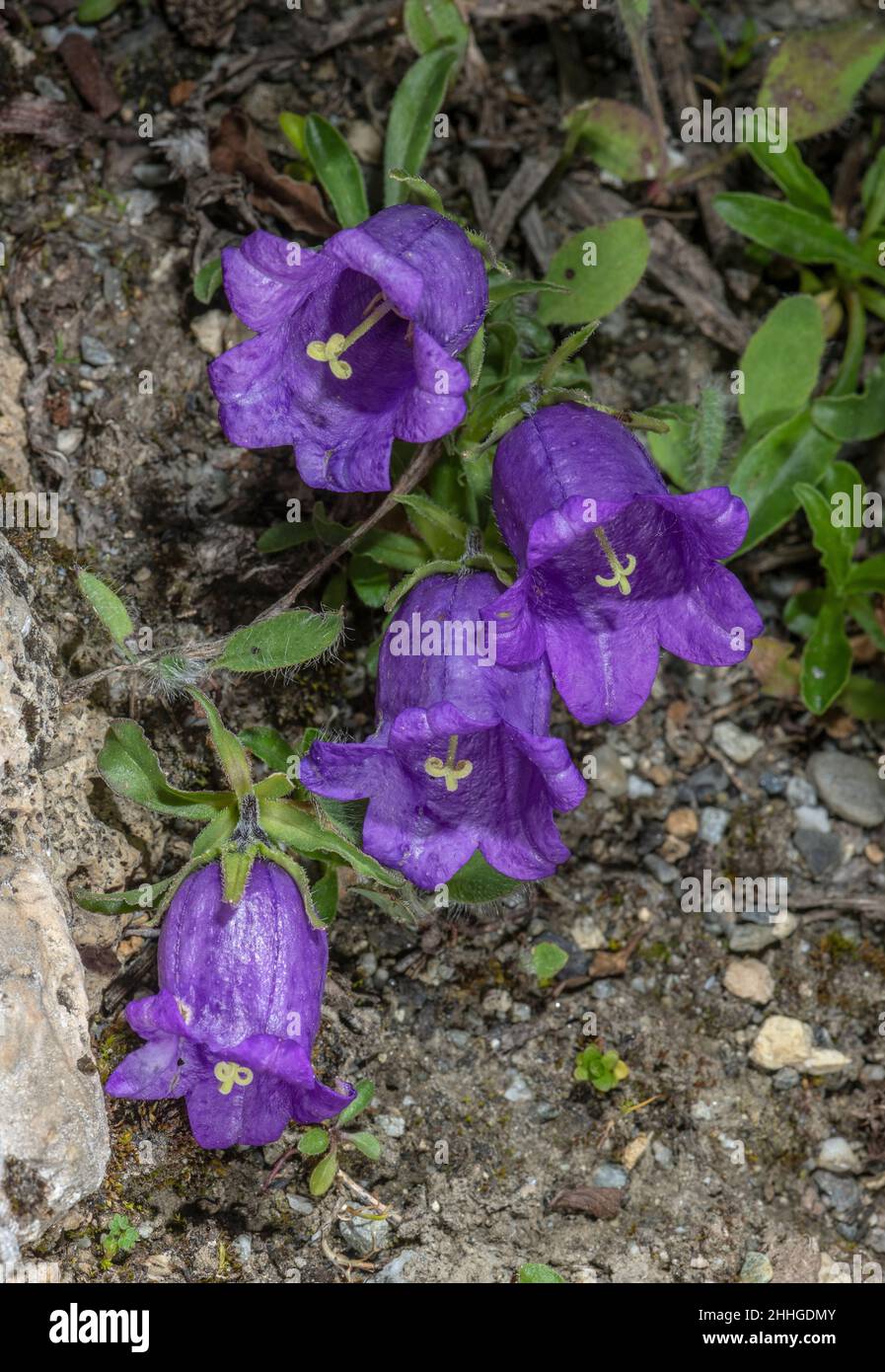 Alpine bellflower, Campanula alpestris, in flower, French Alps Stock ...