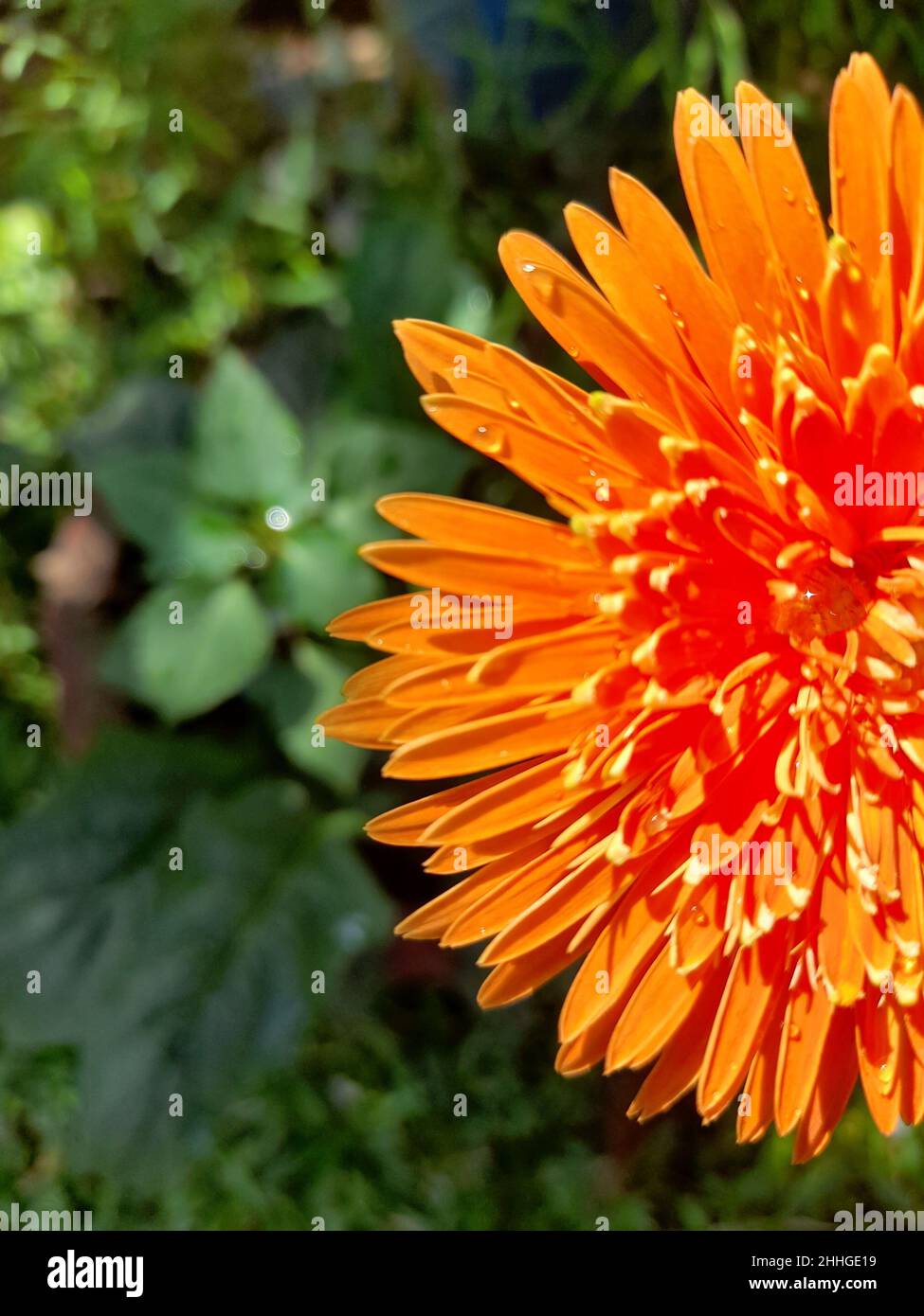 Bnw flower hi-res stock photography and images - Alamy